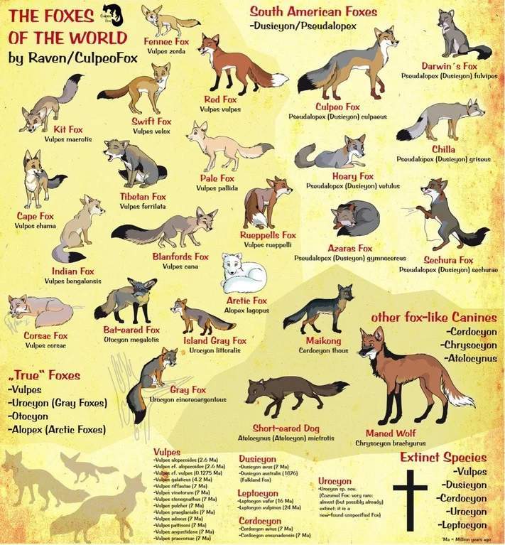Guide to all the different species of Foxes | Scrolller