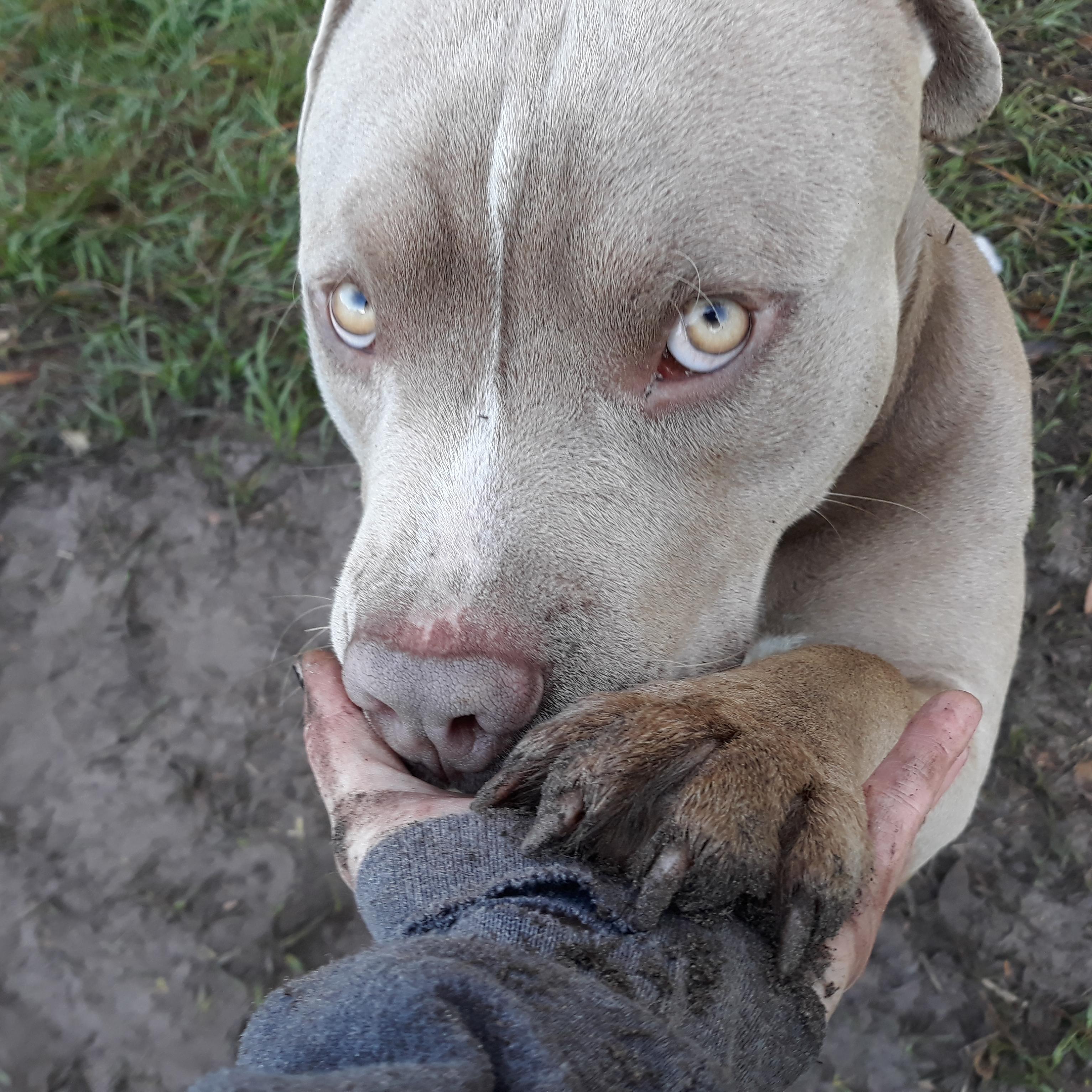 Guilt trip level: Pro. 💔😭 | Scrolller