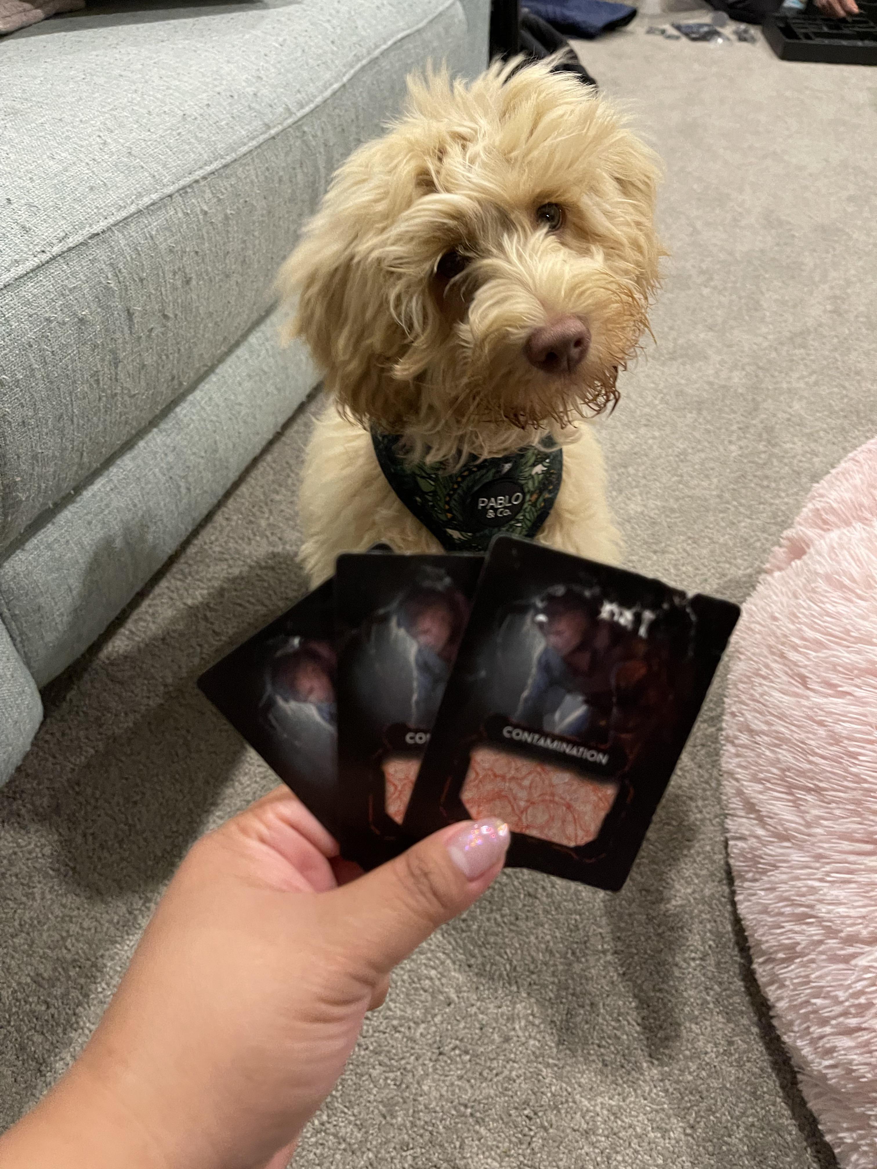 Guilty as charged. Open for re-homing | Scrolller