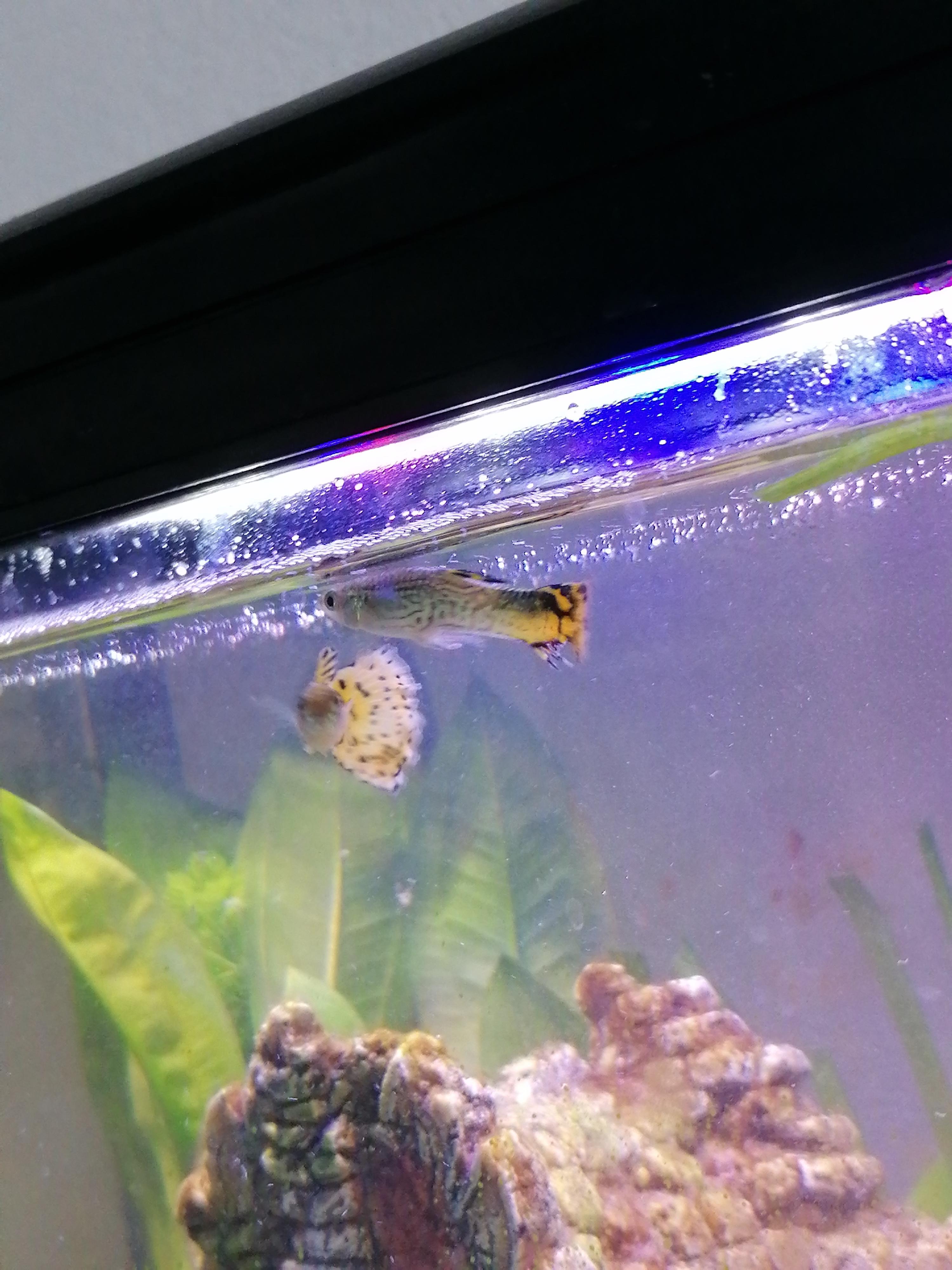 Guppy swimming tail down all the time | Scrolller