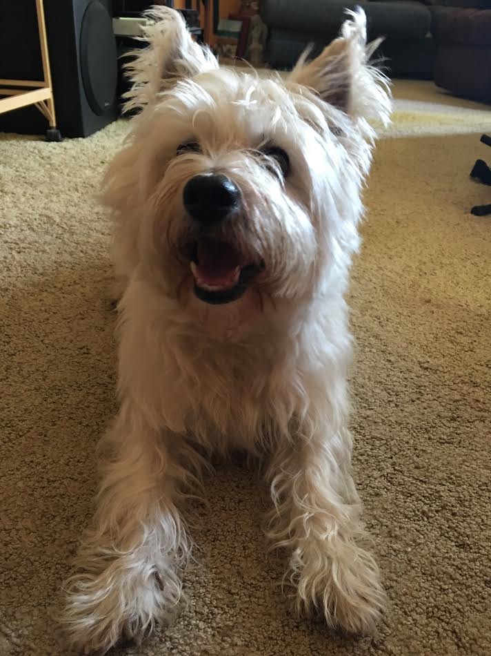 Gus is 10 today! | Scrolller