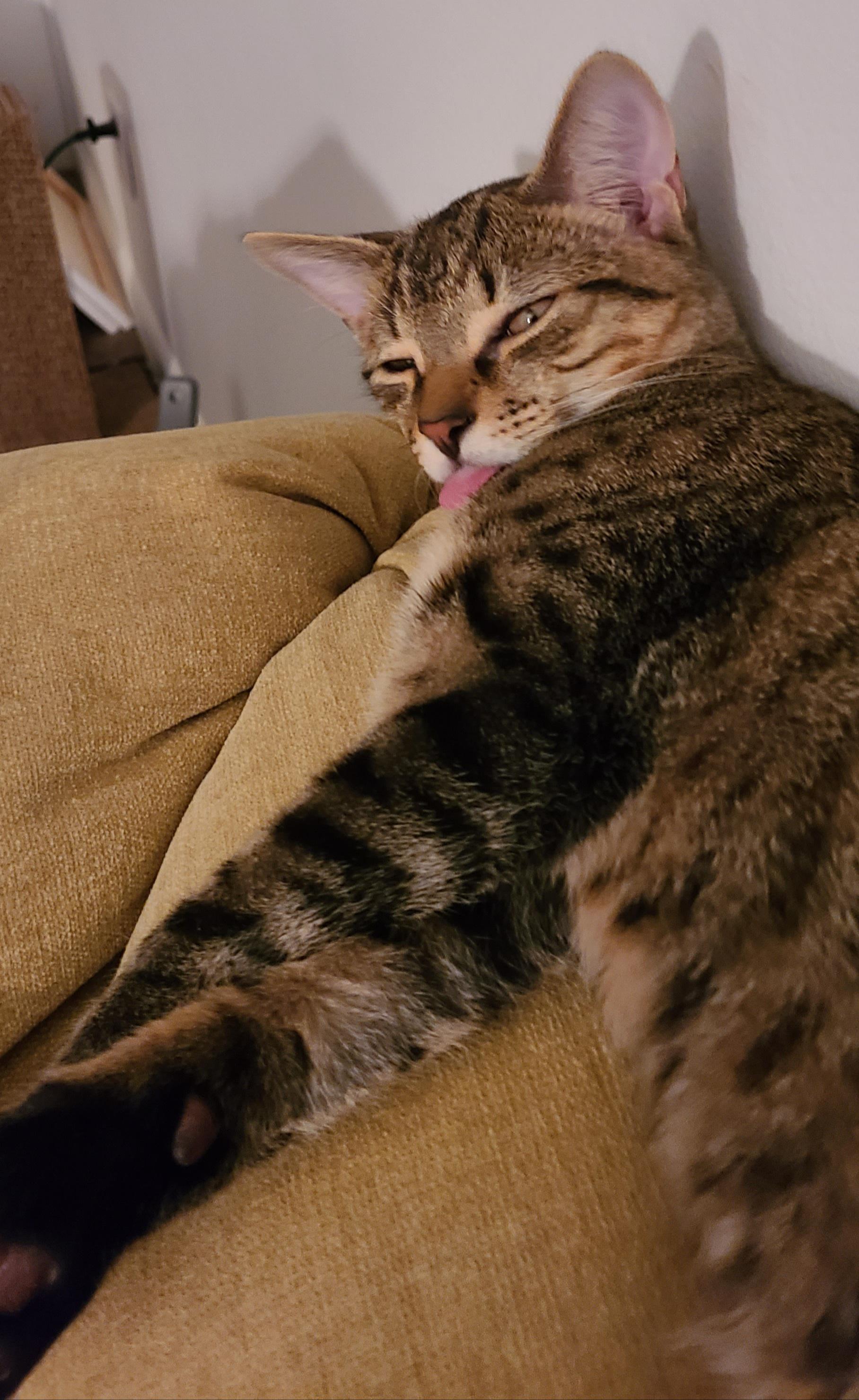 Gus woke up looking like he's hungover | Scrolller