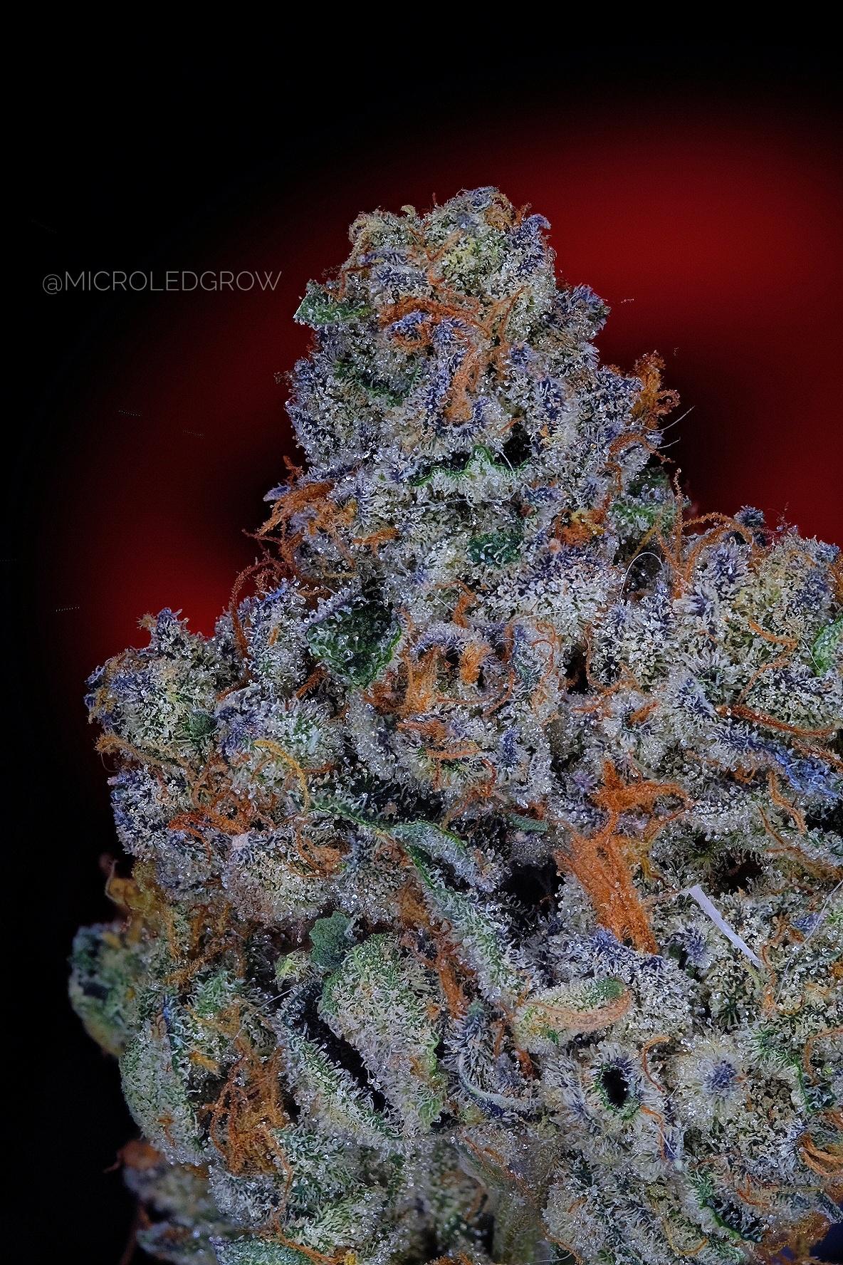 Gushers is a cross of Gelato 41 x Triangle Kush. here she is in a full of dried and cured ...