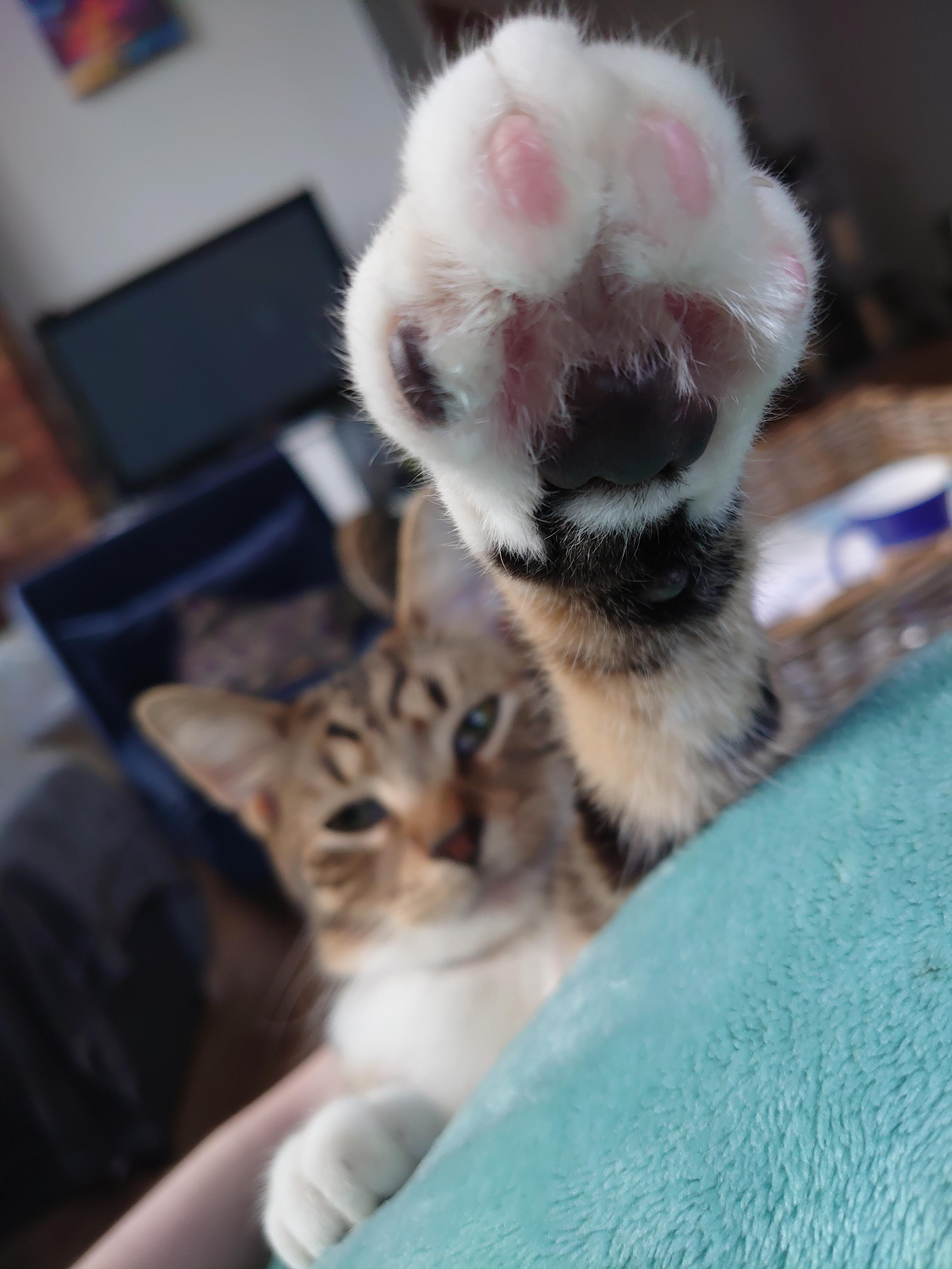 Hades presenting toe beans | Scrolller
