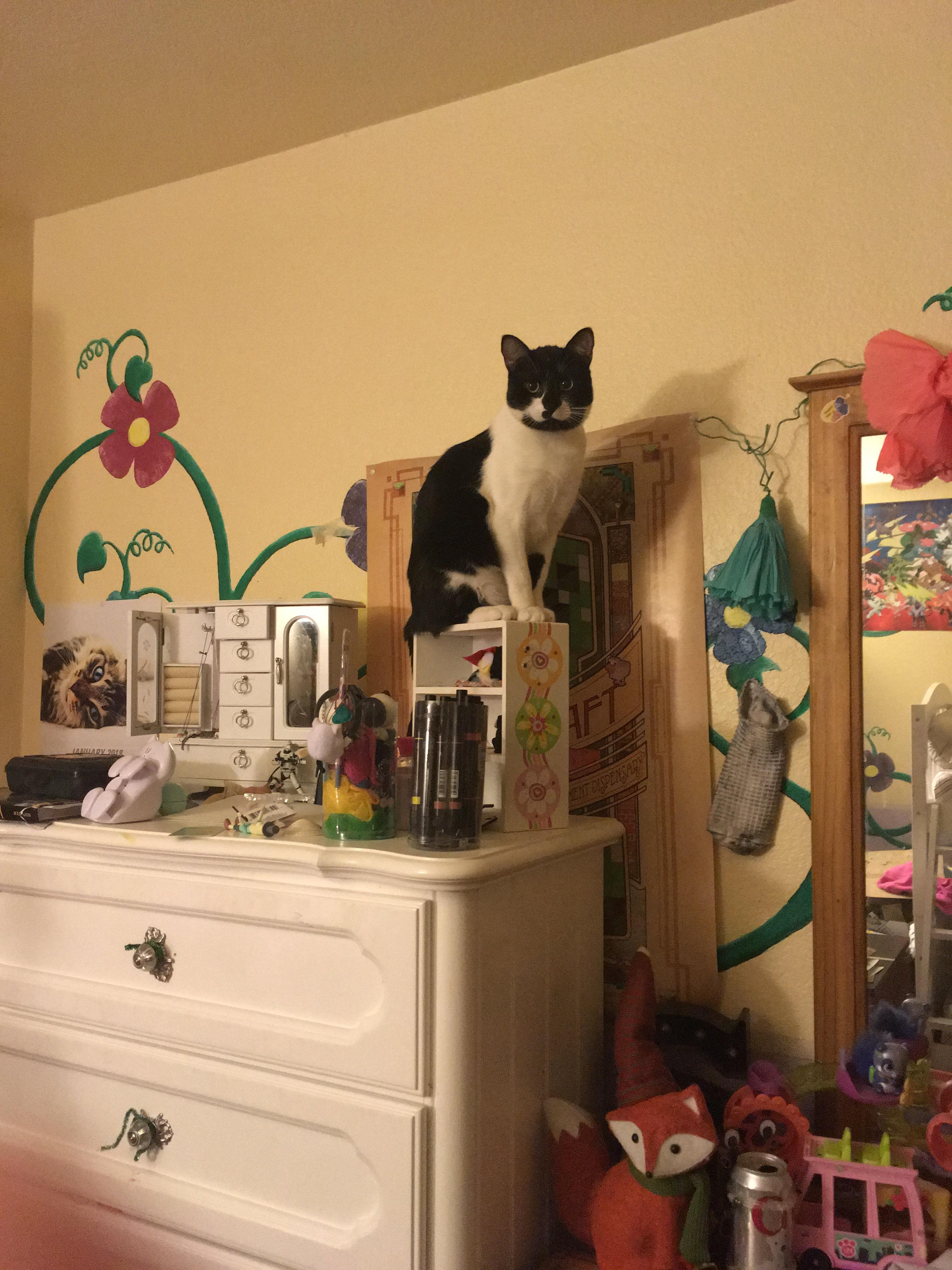 half kitler rules all. | Scrolller