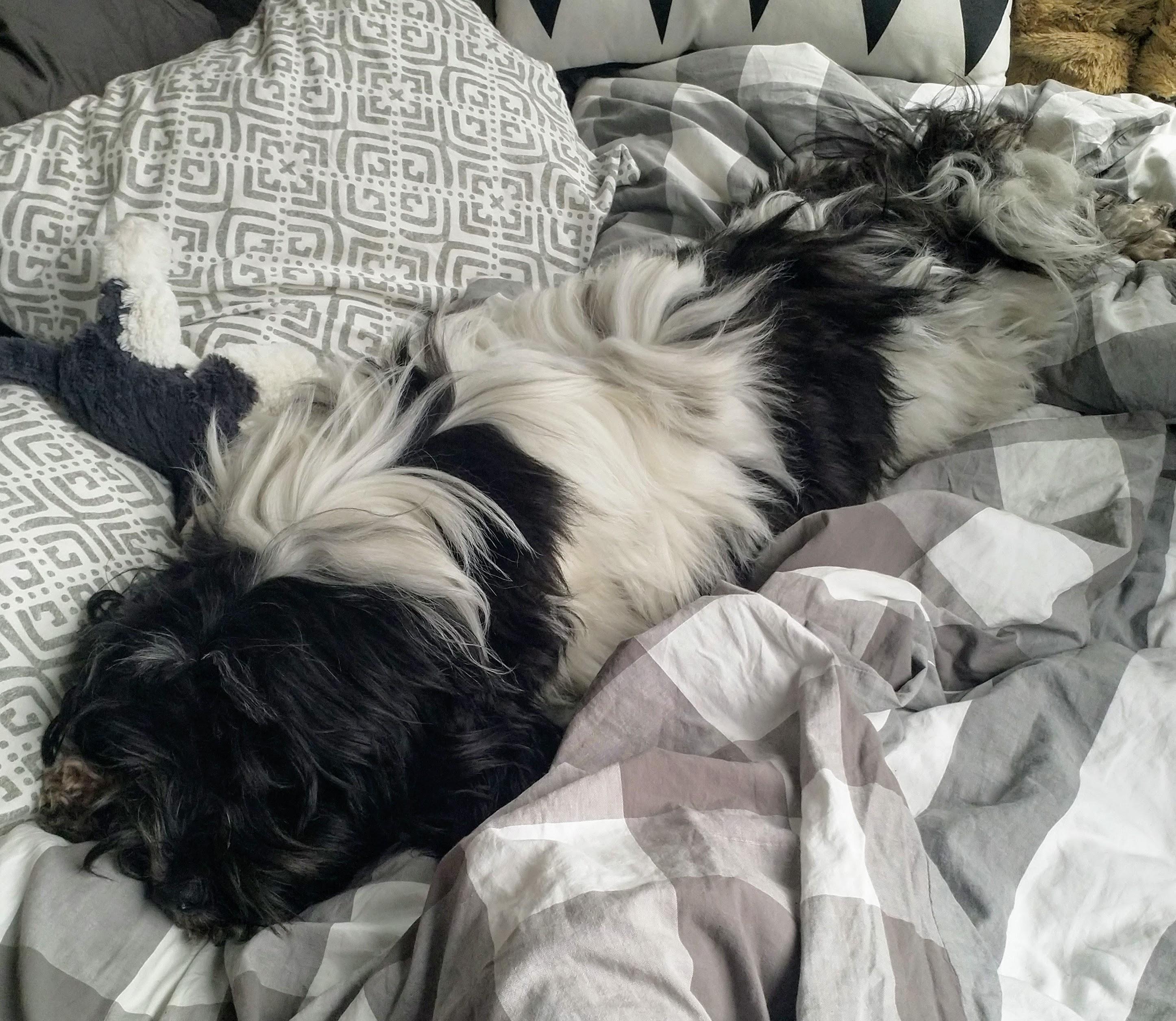 Half TT and half fur snake. | Scrolller