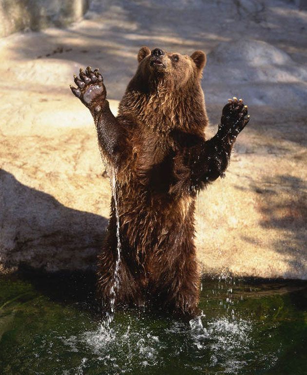 Hallelujah! All hail bear! | Scrolller