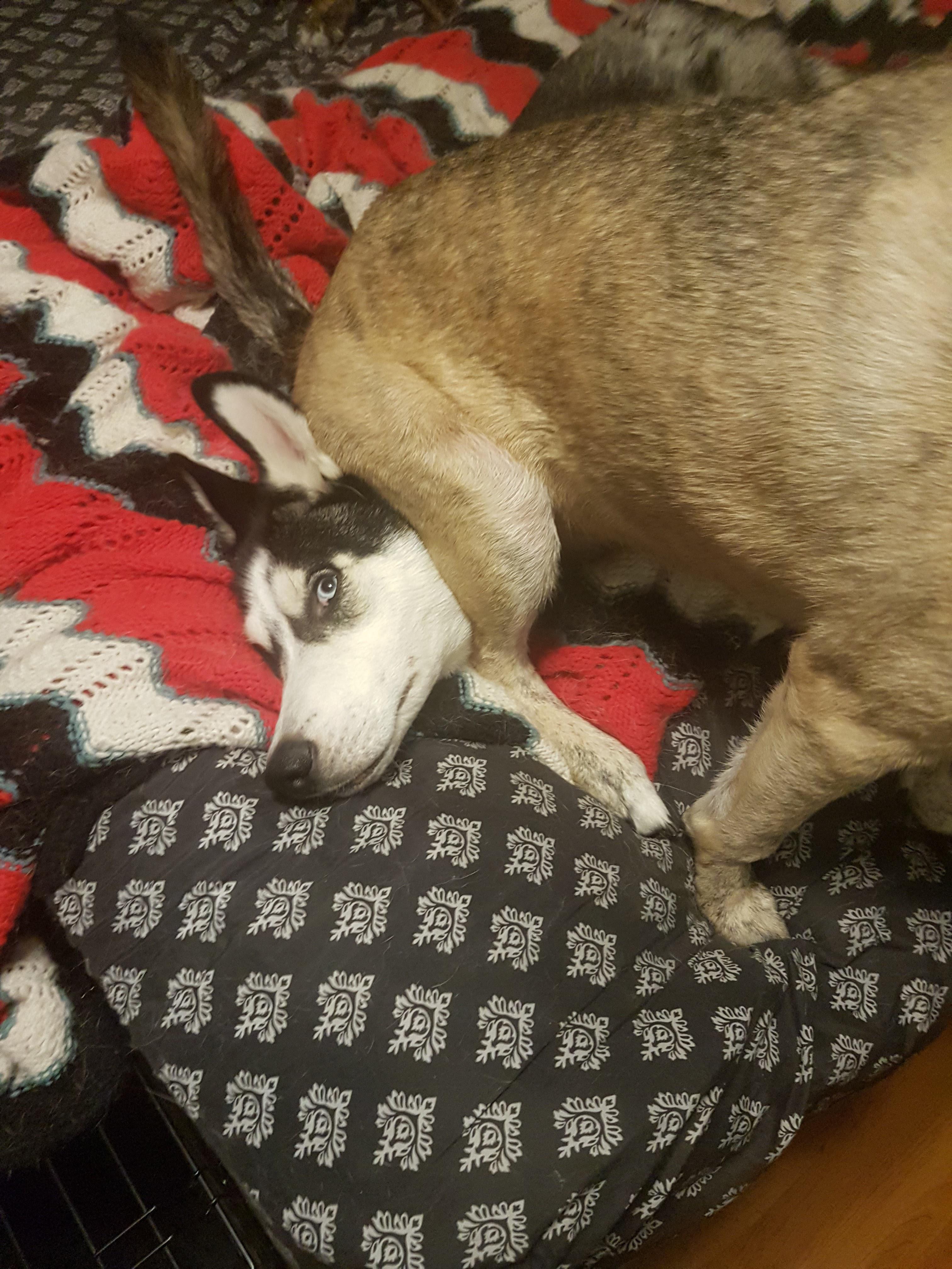 HALPP me Hooman! | Scrolller