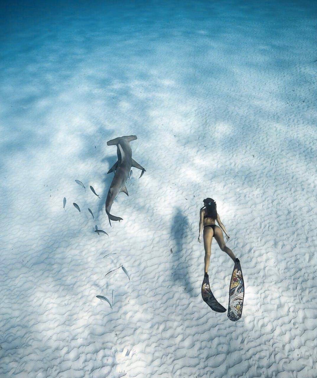 Hammerhead | Scrolller