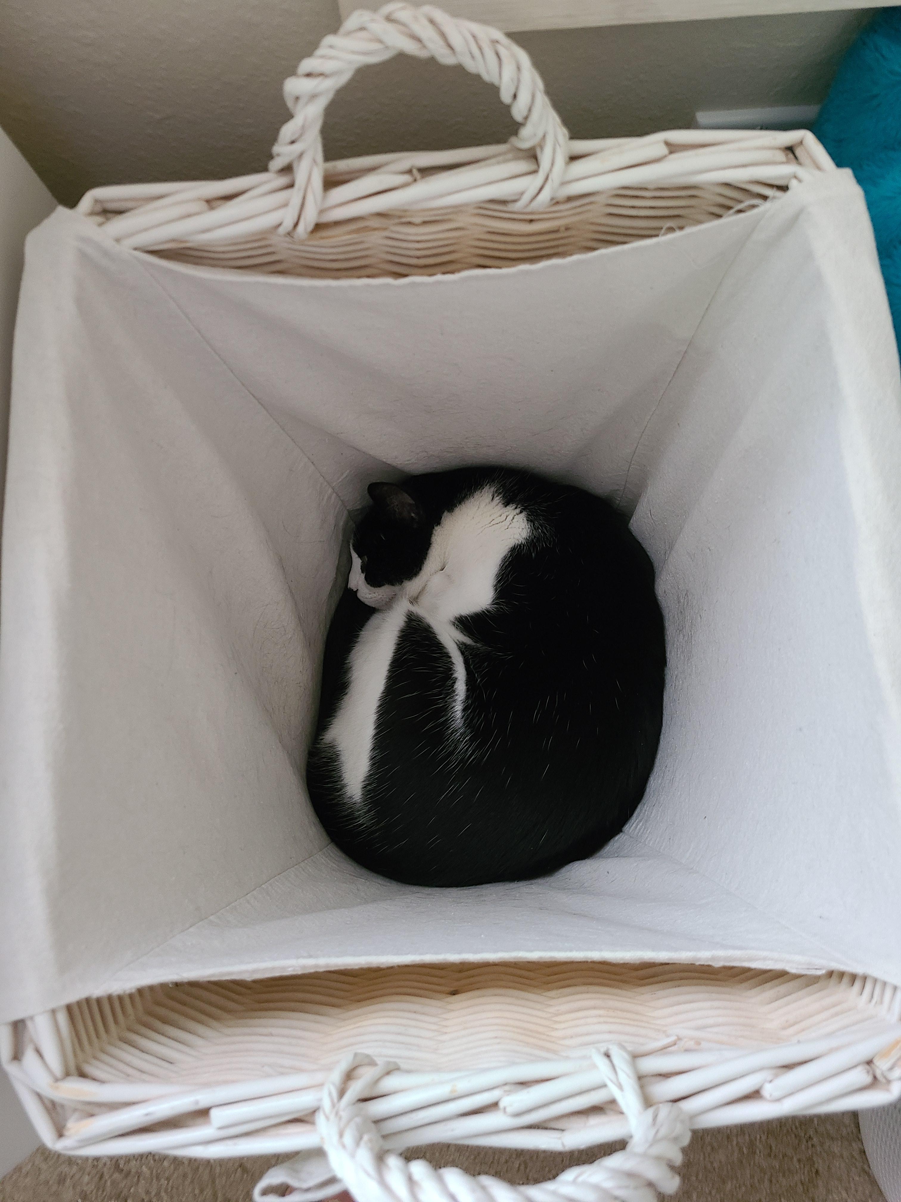 Hamper of cat | Scrolller