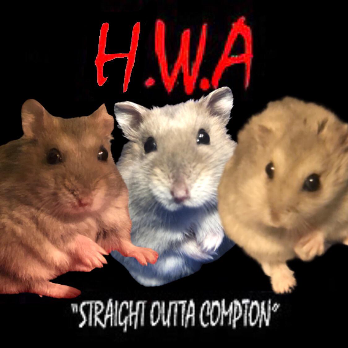 Hamsters With Attitude | Scrolller