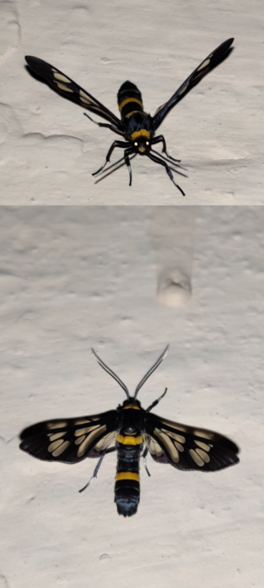 Handmaiden moth | Scrolller