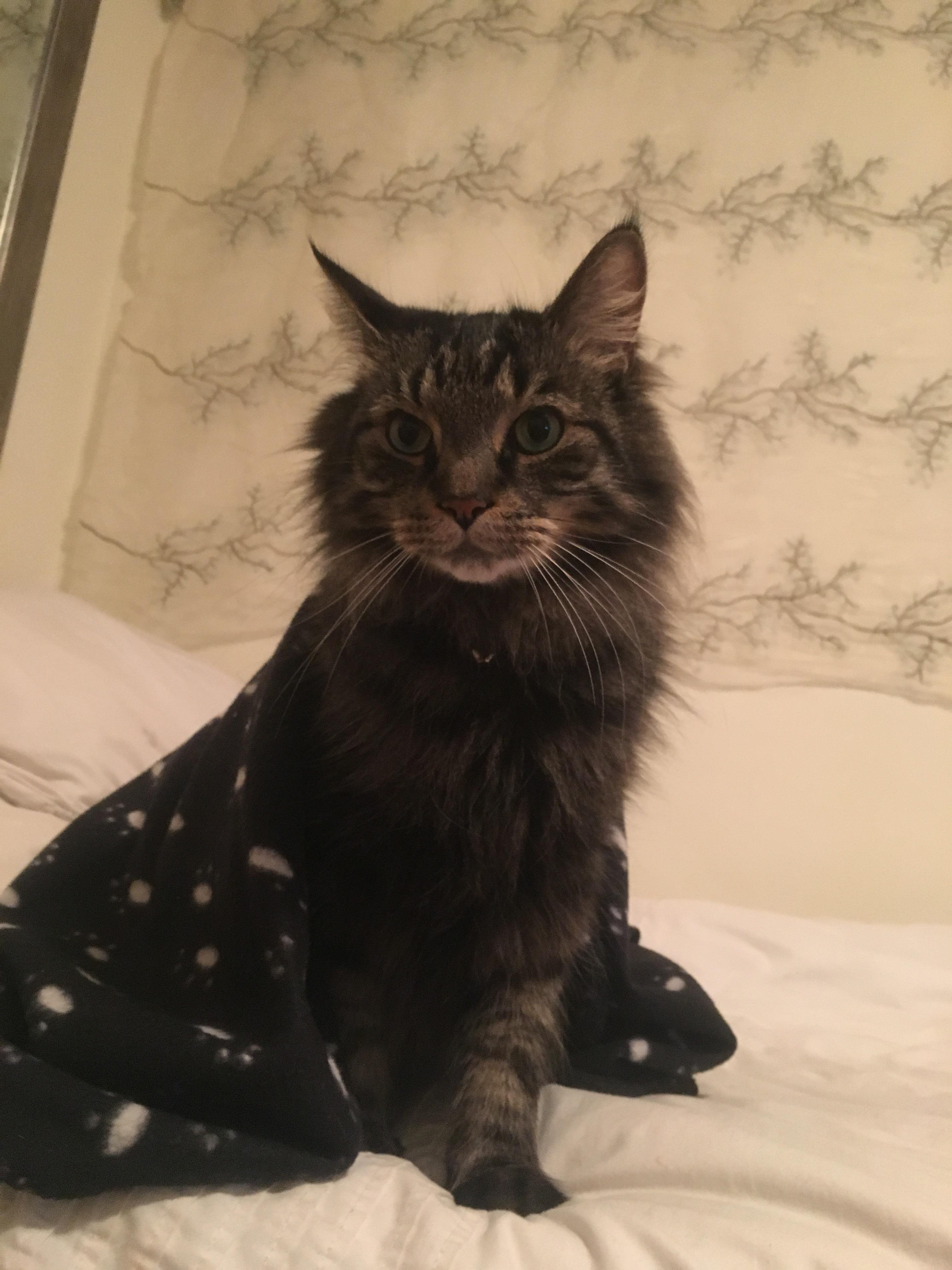 Handsome boy | Scrolller