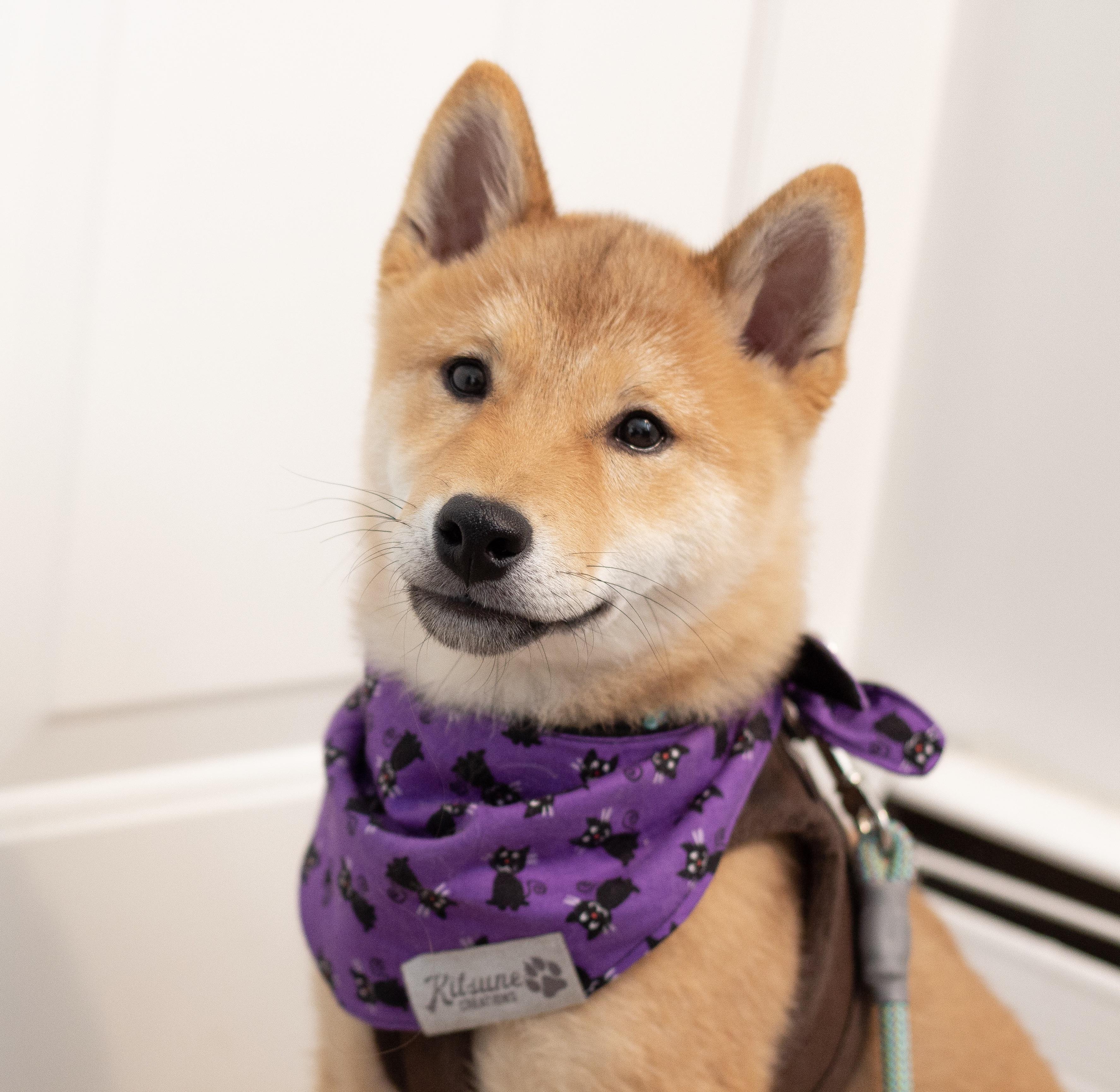 Handsome shibe :) | Scrolller