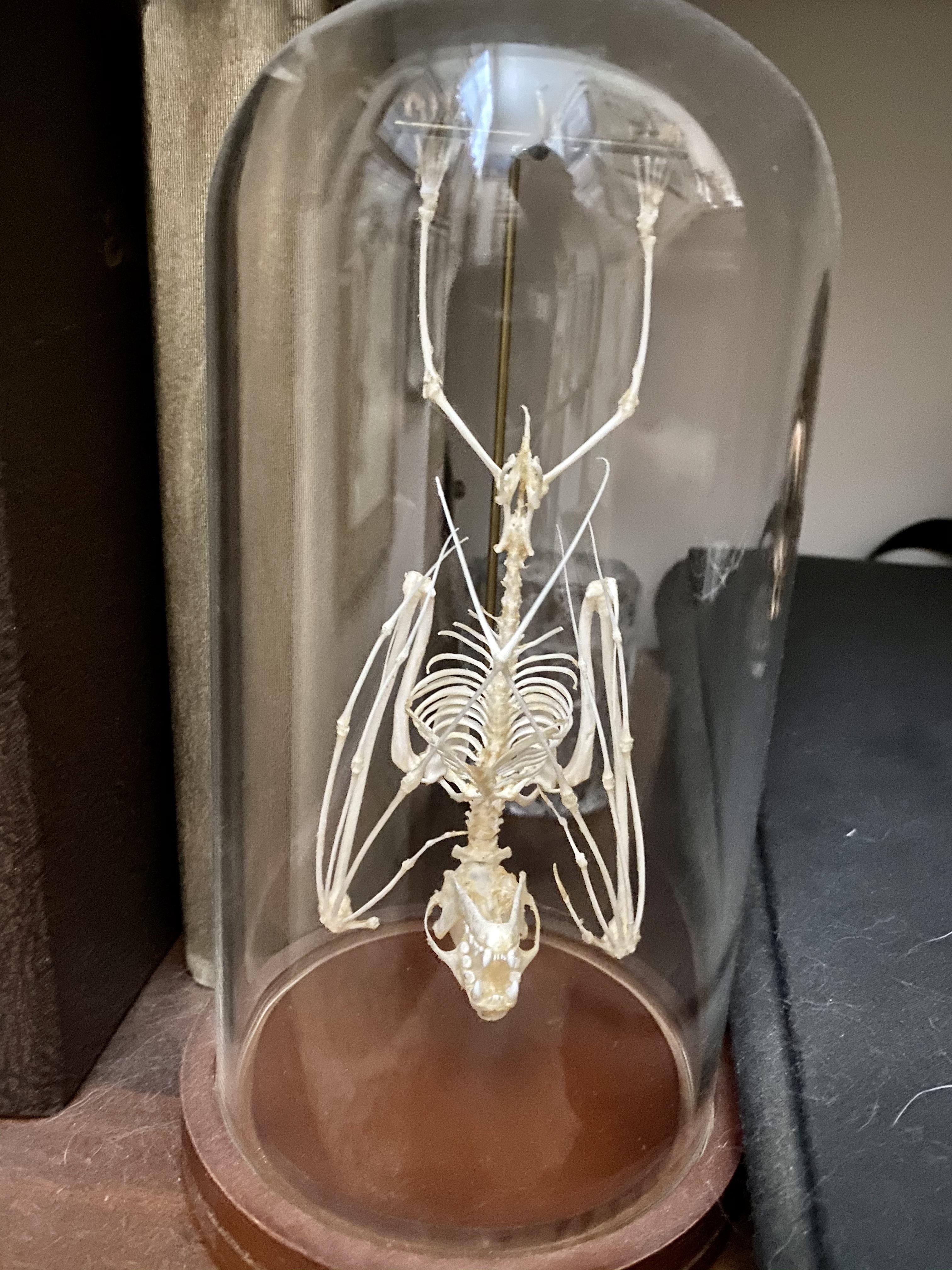 Hanging bat | Scrolller