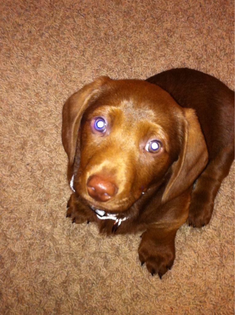 Hank. A daschund lab mix | Scrolller