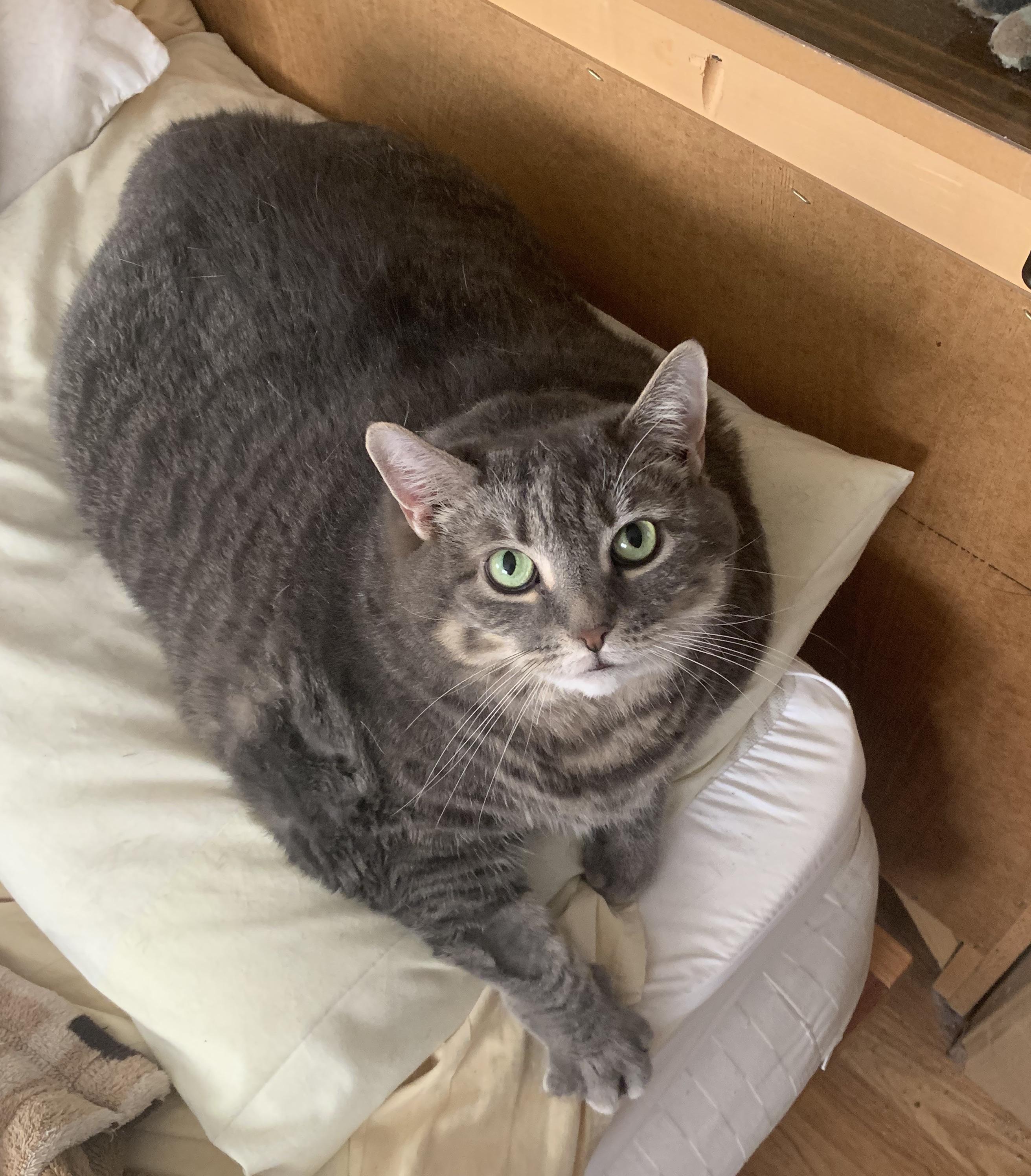 Hannah, our lovable bengal/tabby chonker | Scrolller