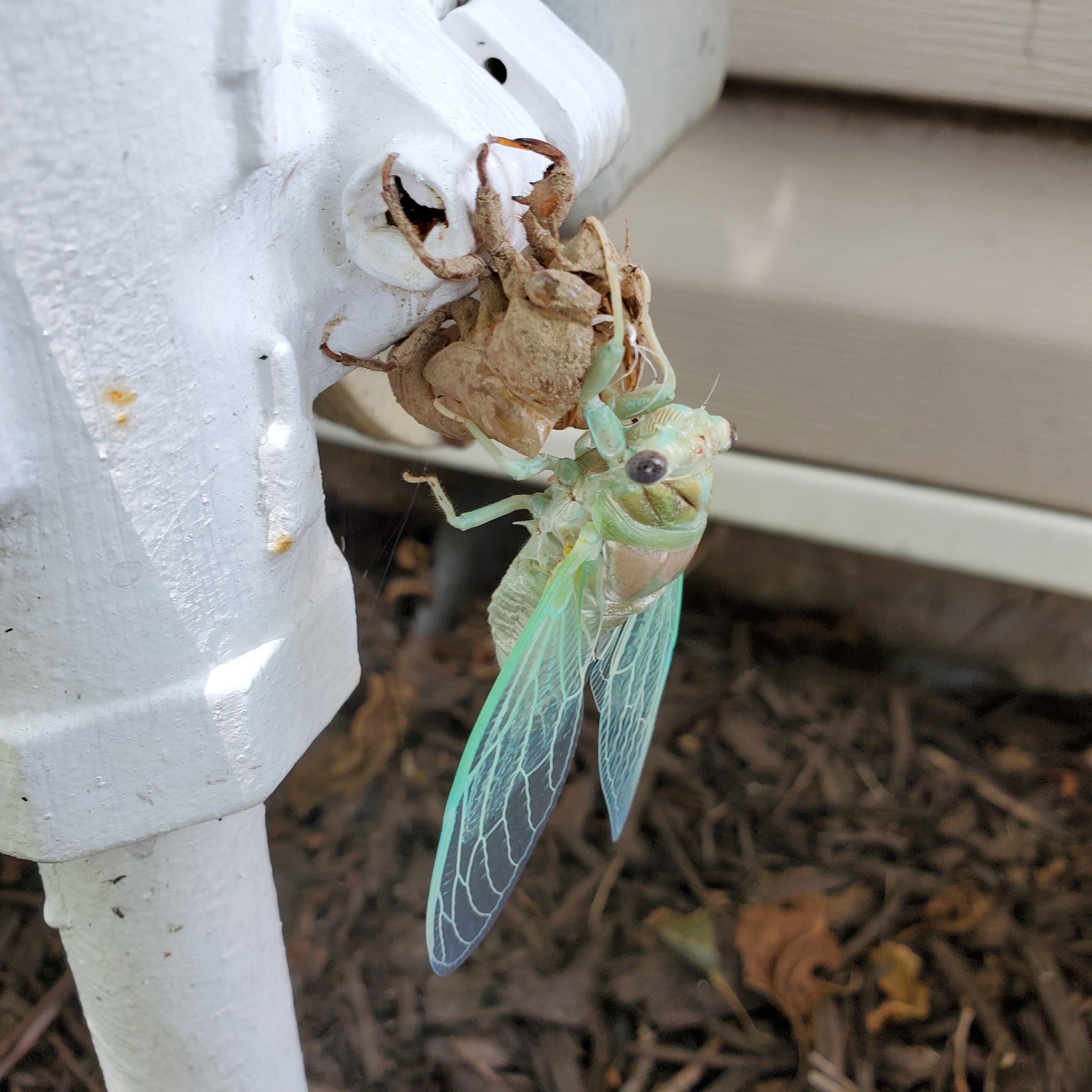 Happened upon this super fresh cicada today | Scrolller