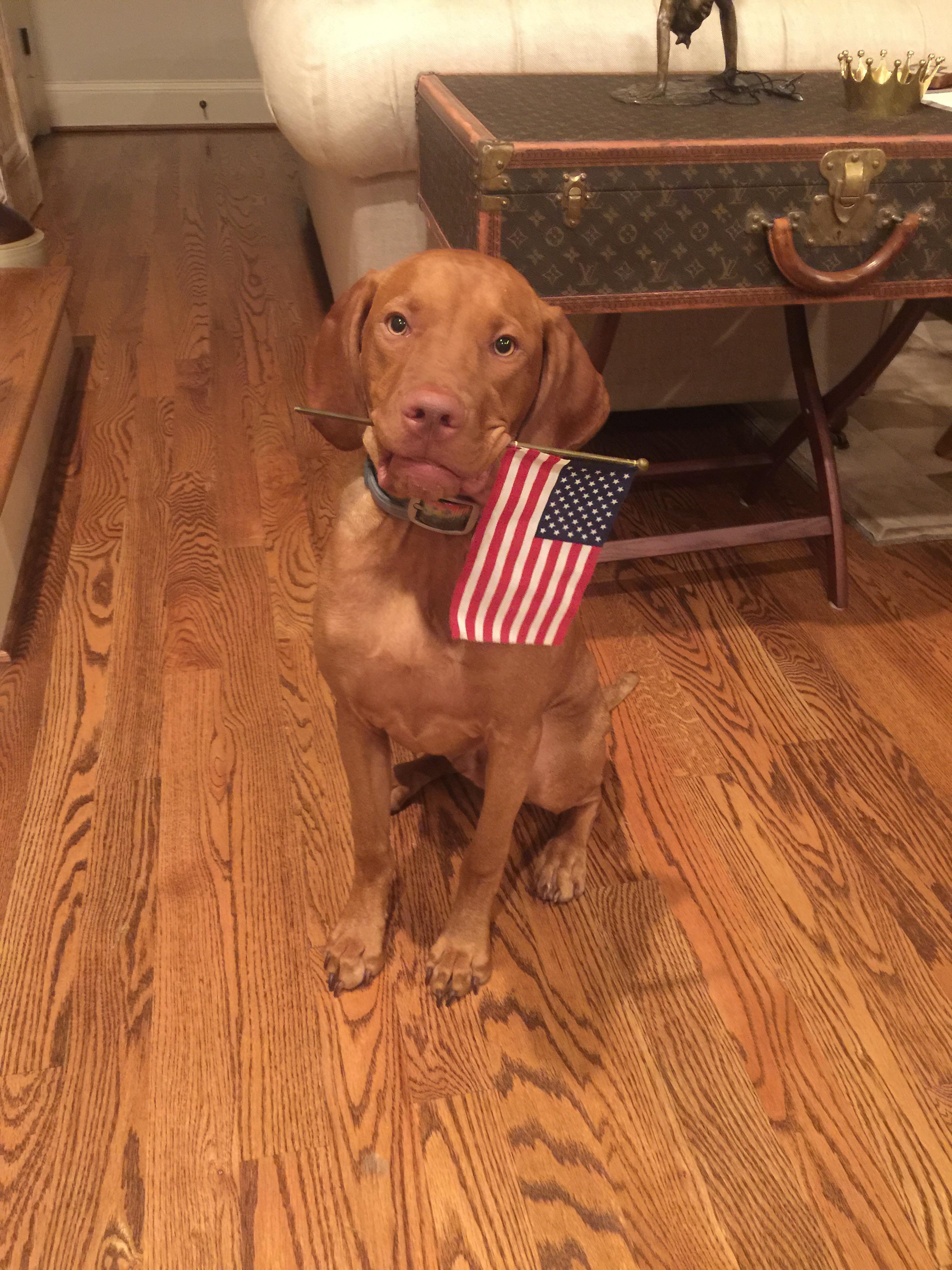 Happy 4th everyone! | Scrolller