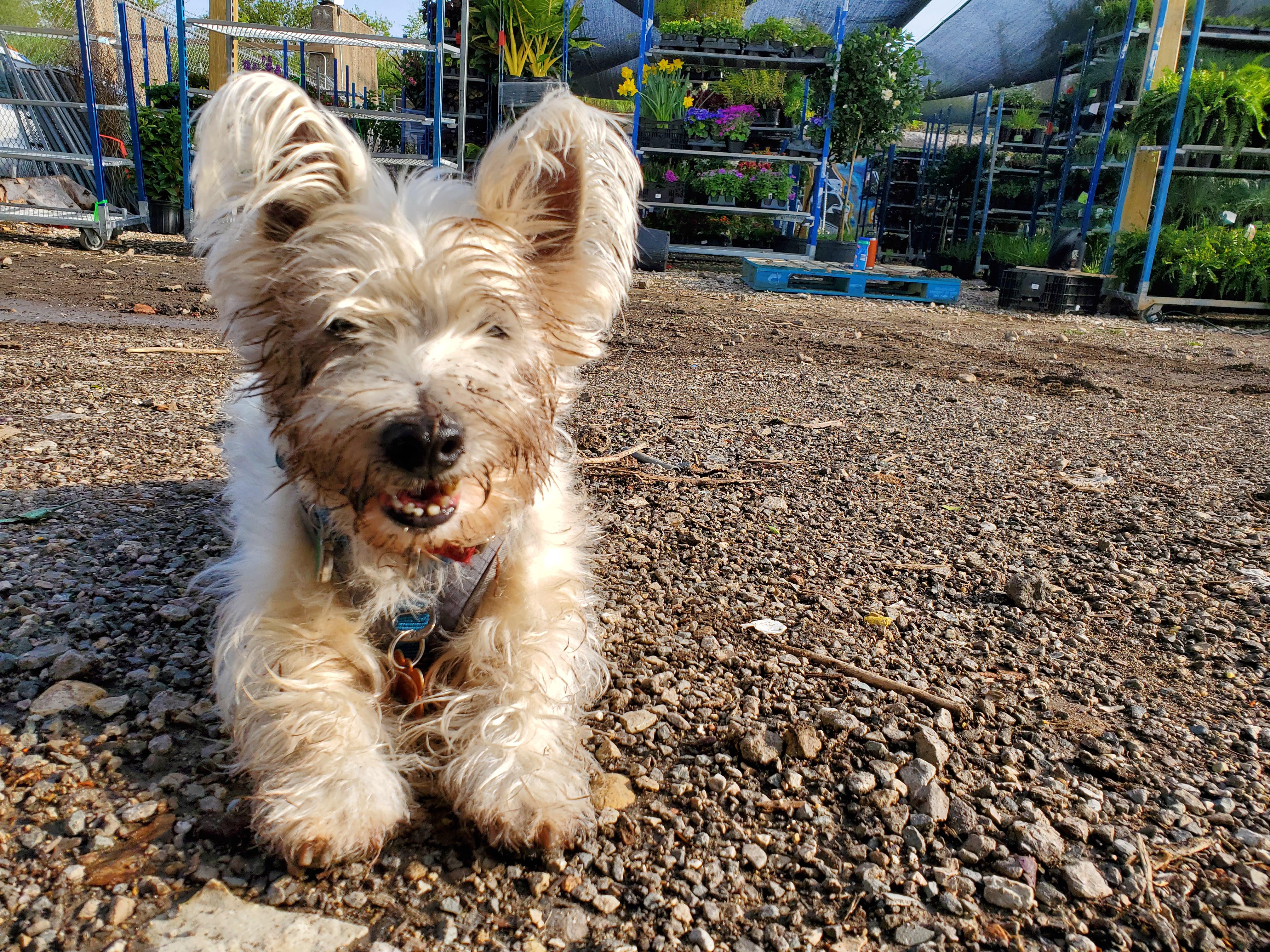 Happy 8th Birthday Meadow! | Scrolller