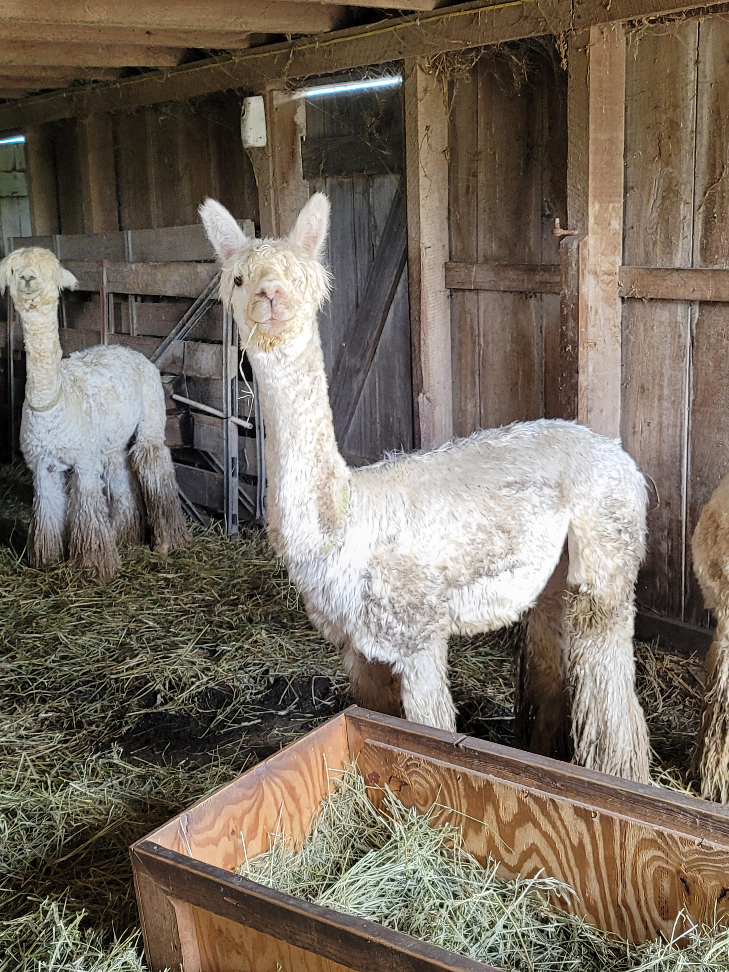 Happy Alpacas | Scrolller