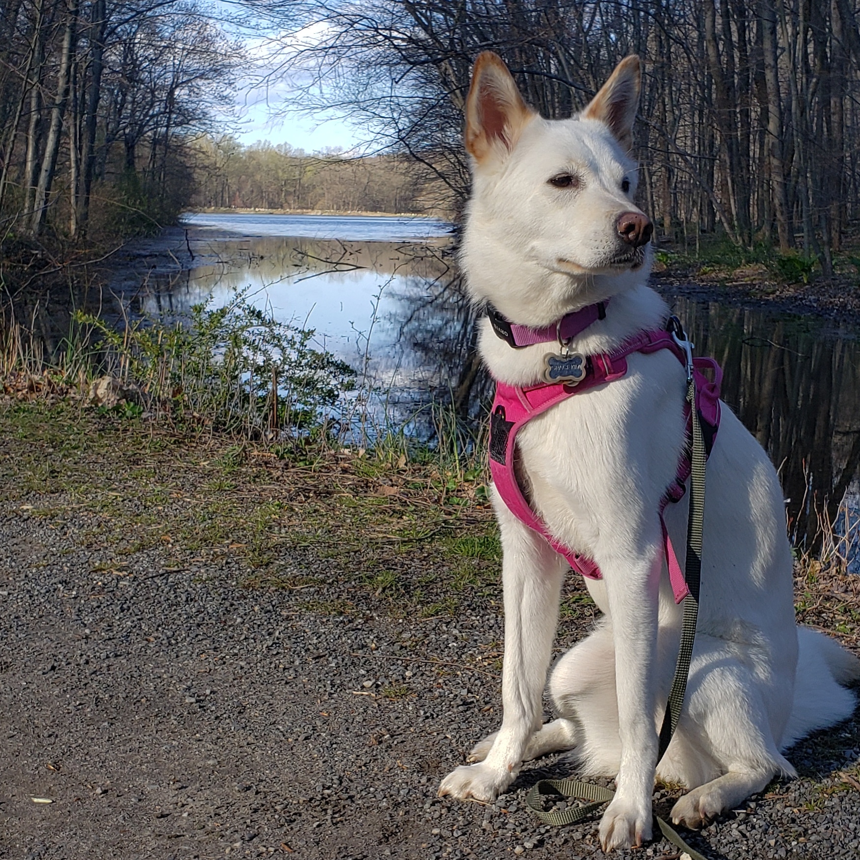 Happy Arf Day 2020! | Scrolller