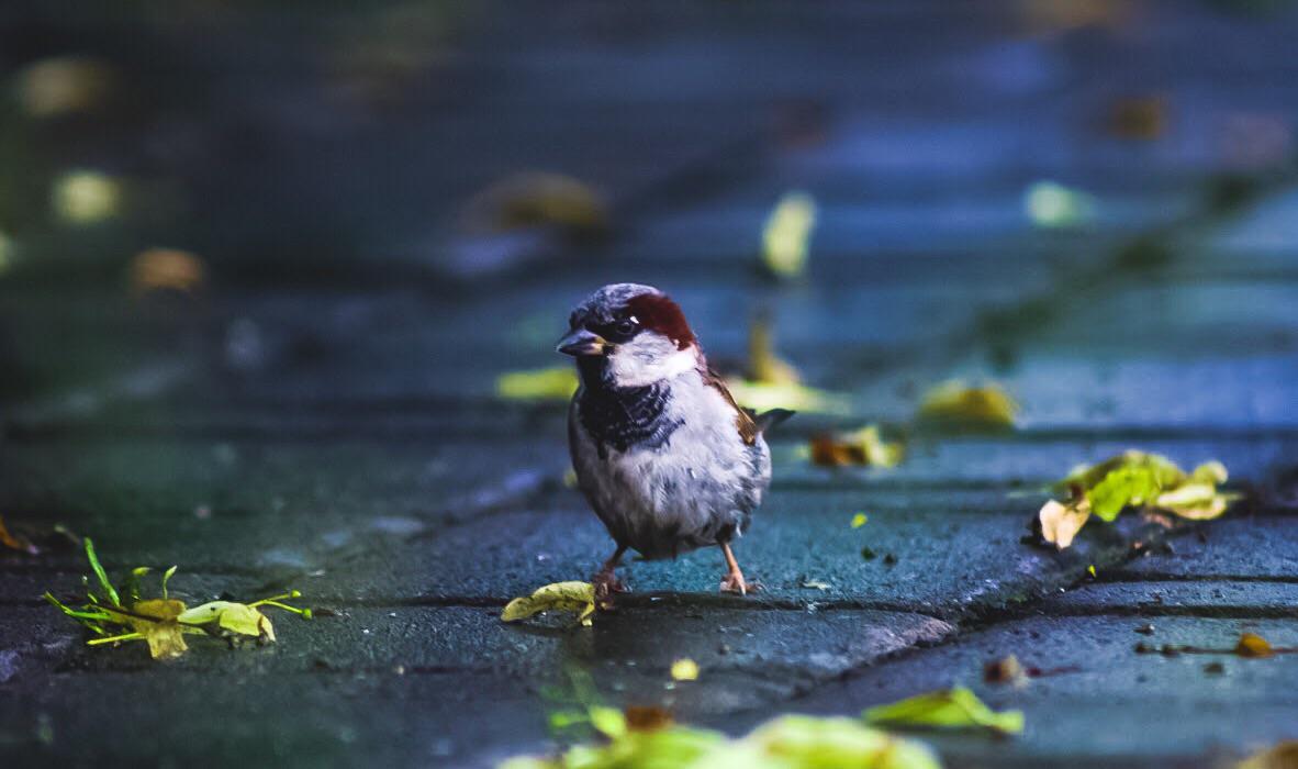 Happy bird | Scrolller