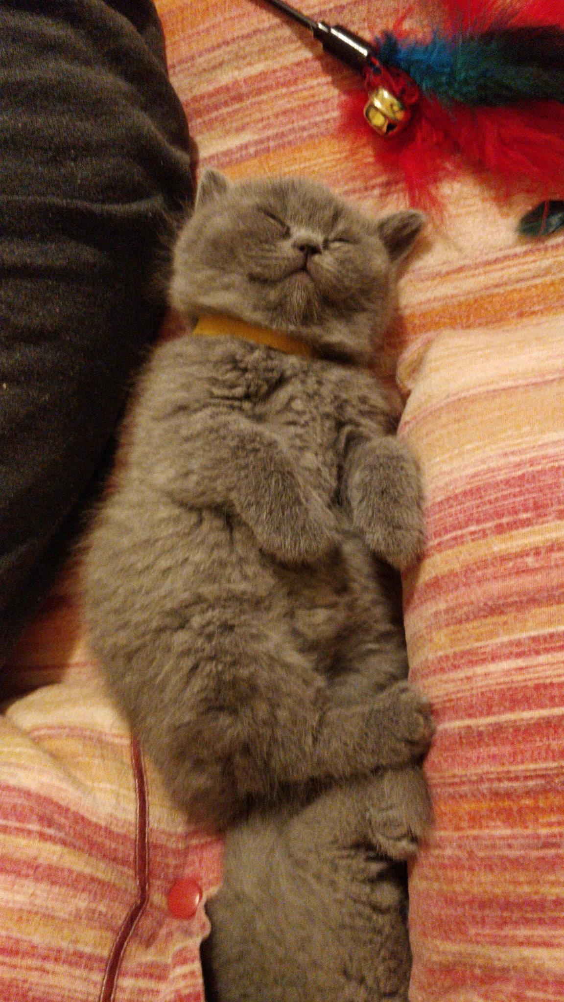 Happy boy | Scrolller