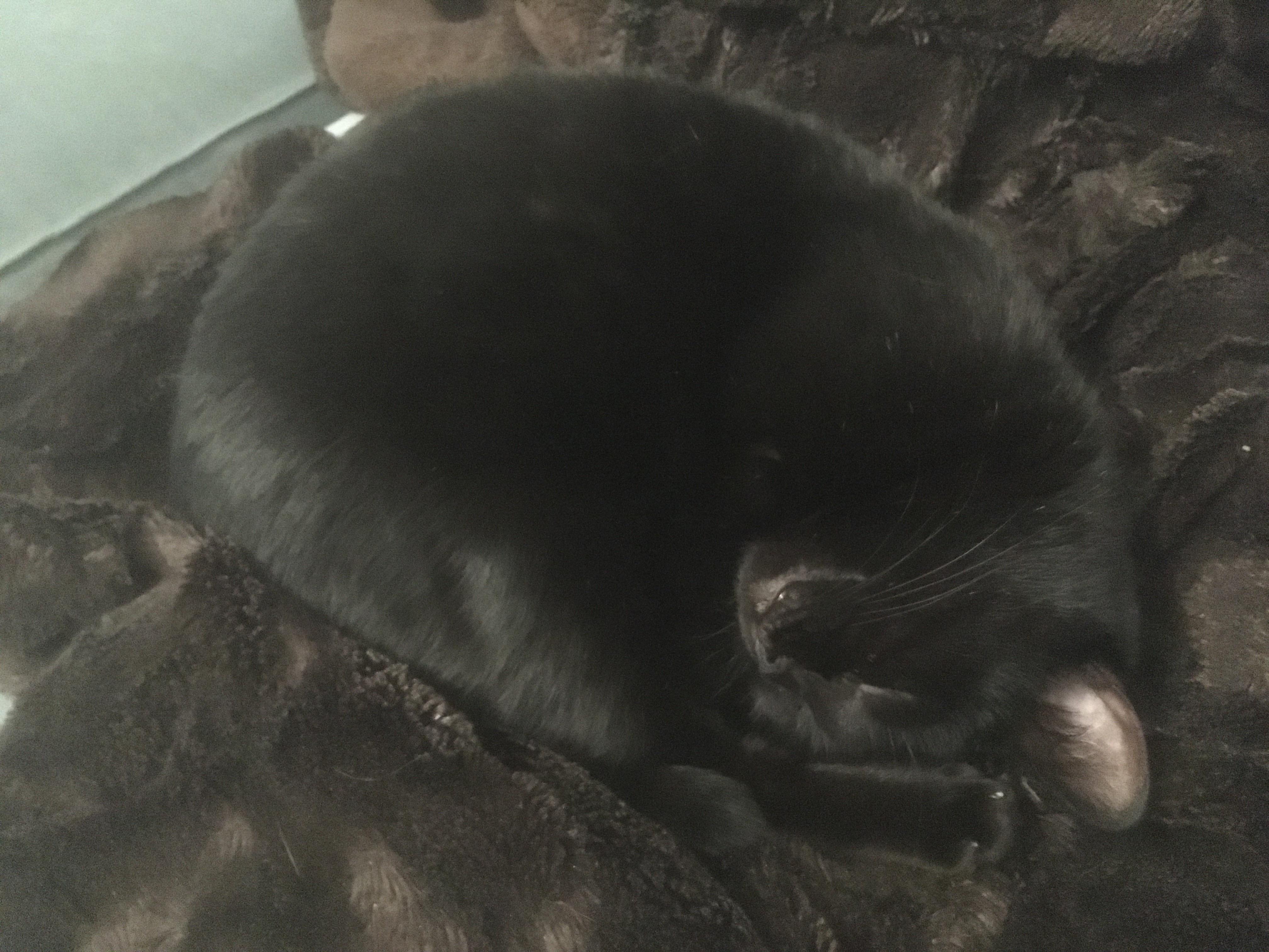 Happy cat 😸 | Scrolller