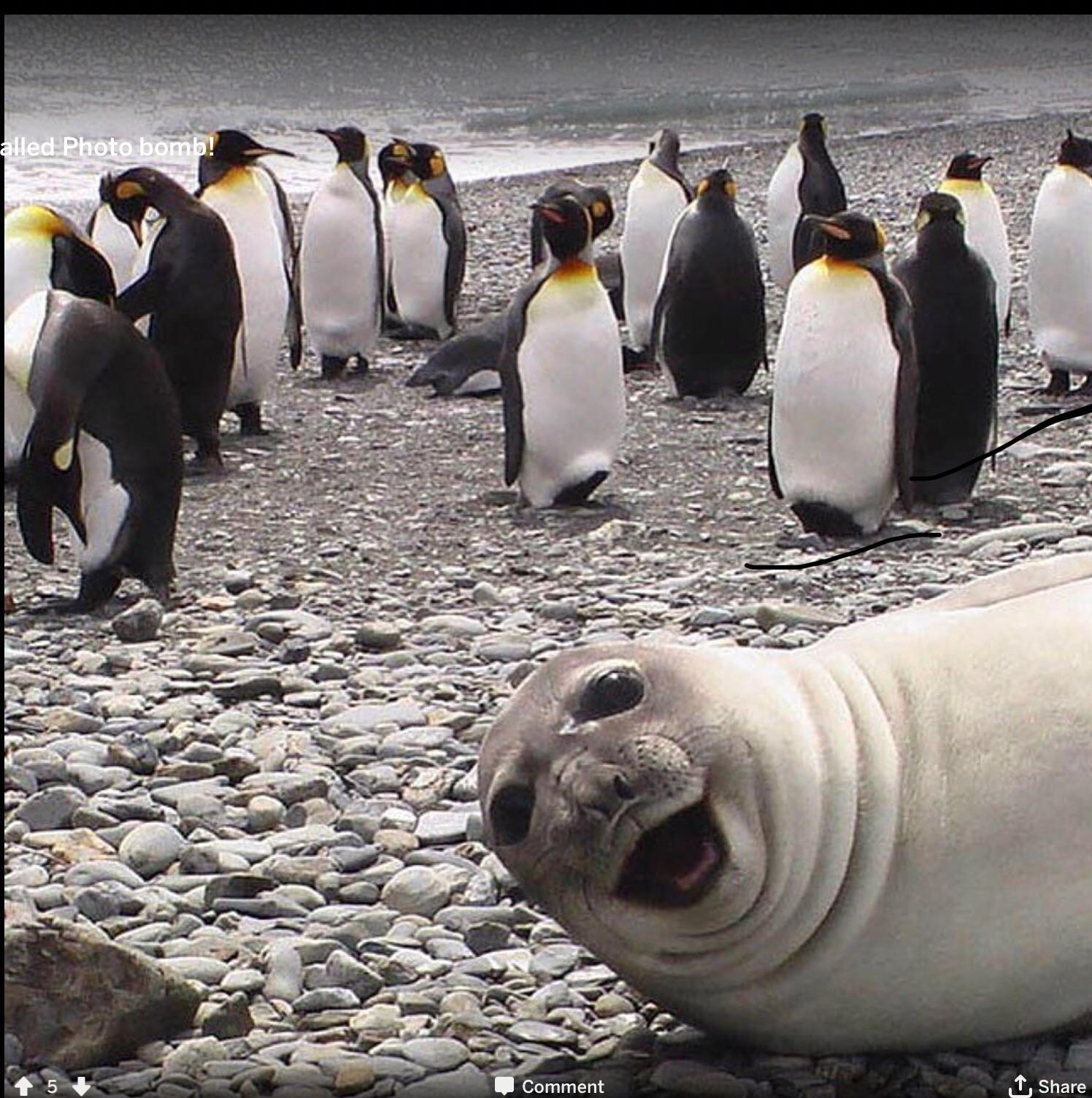 Happy chonk | Scrolller