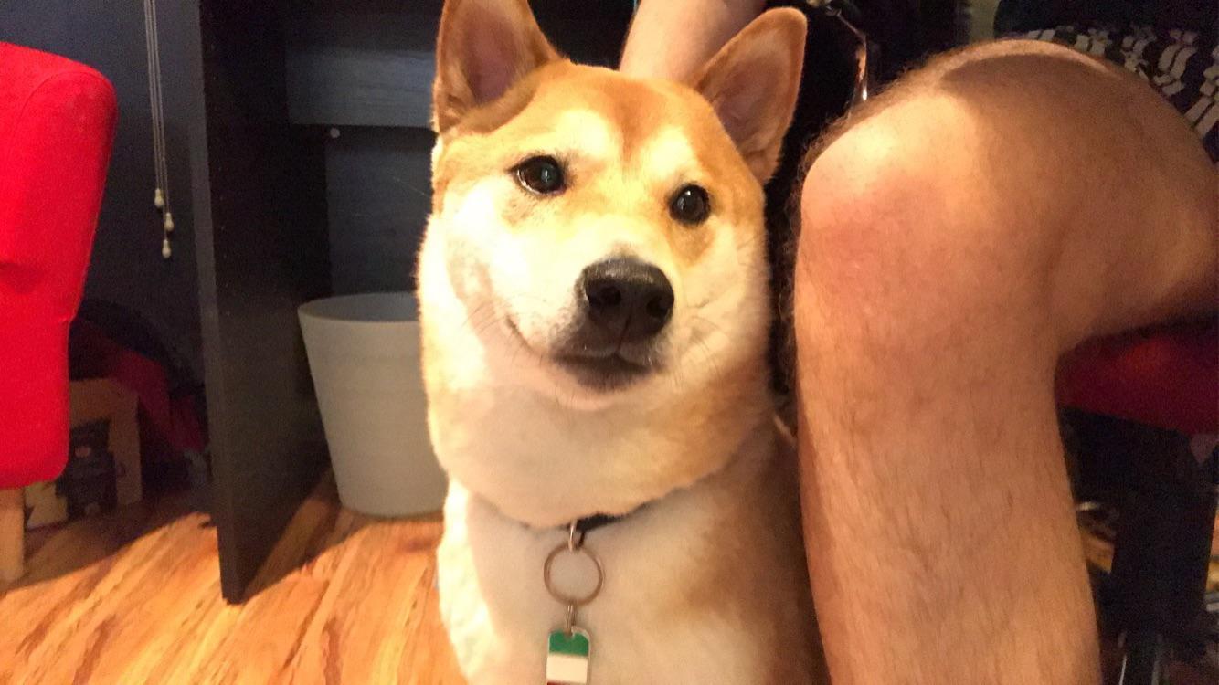 Happy Doge | Scrolller