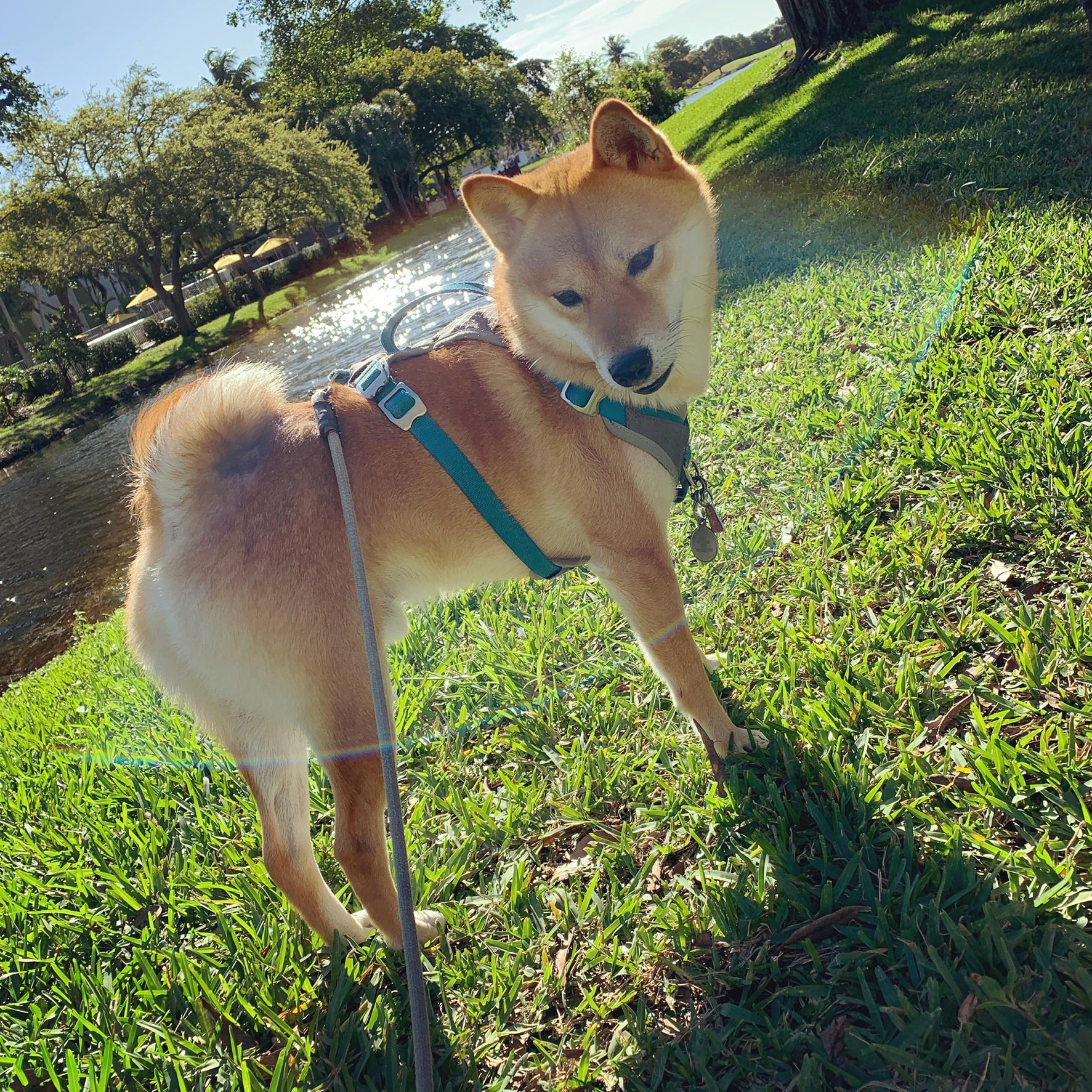 Happy doge | Scrolller