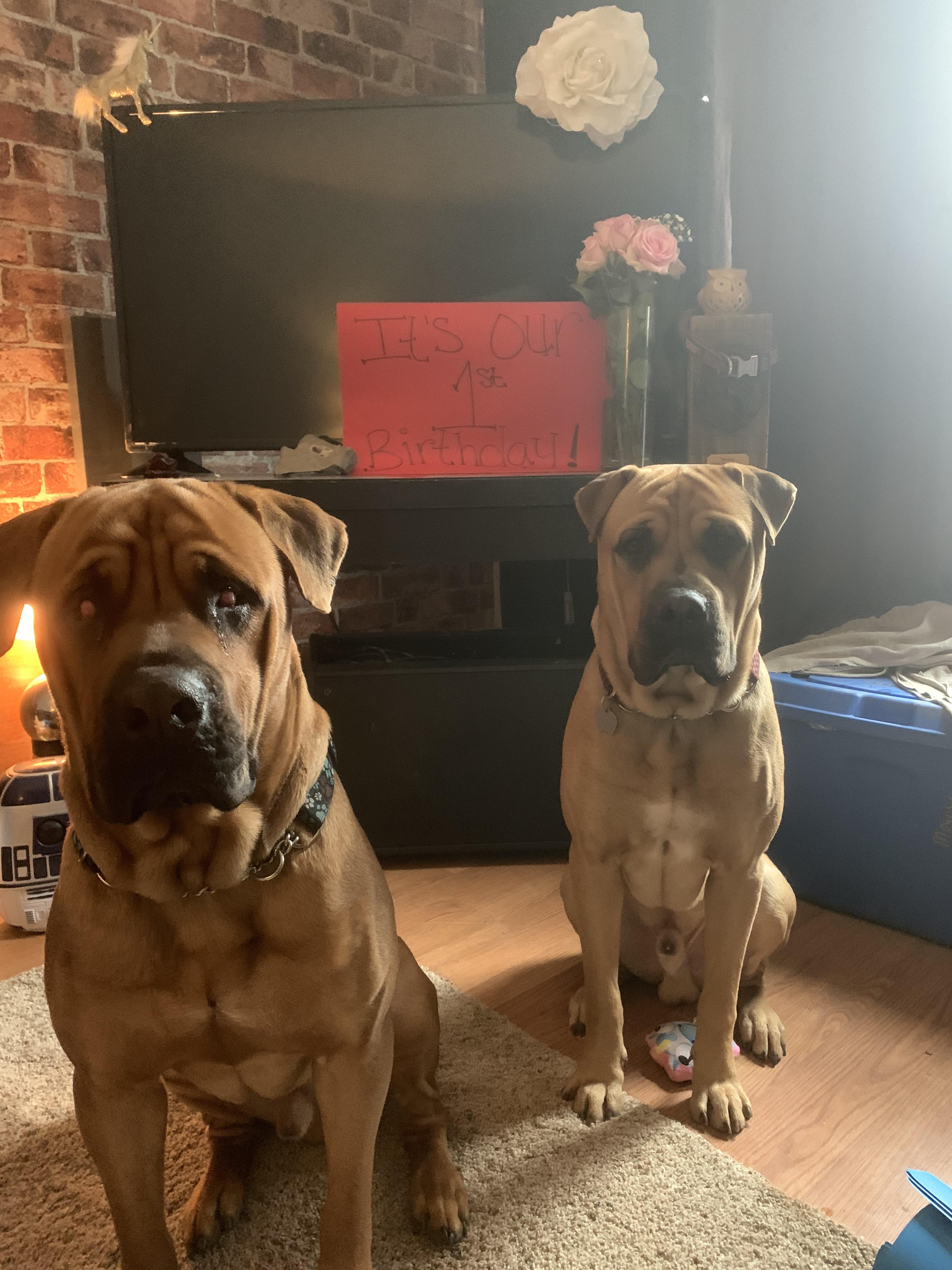 Happy first birthday to my handsome boys! | Scrolller