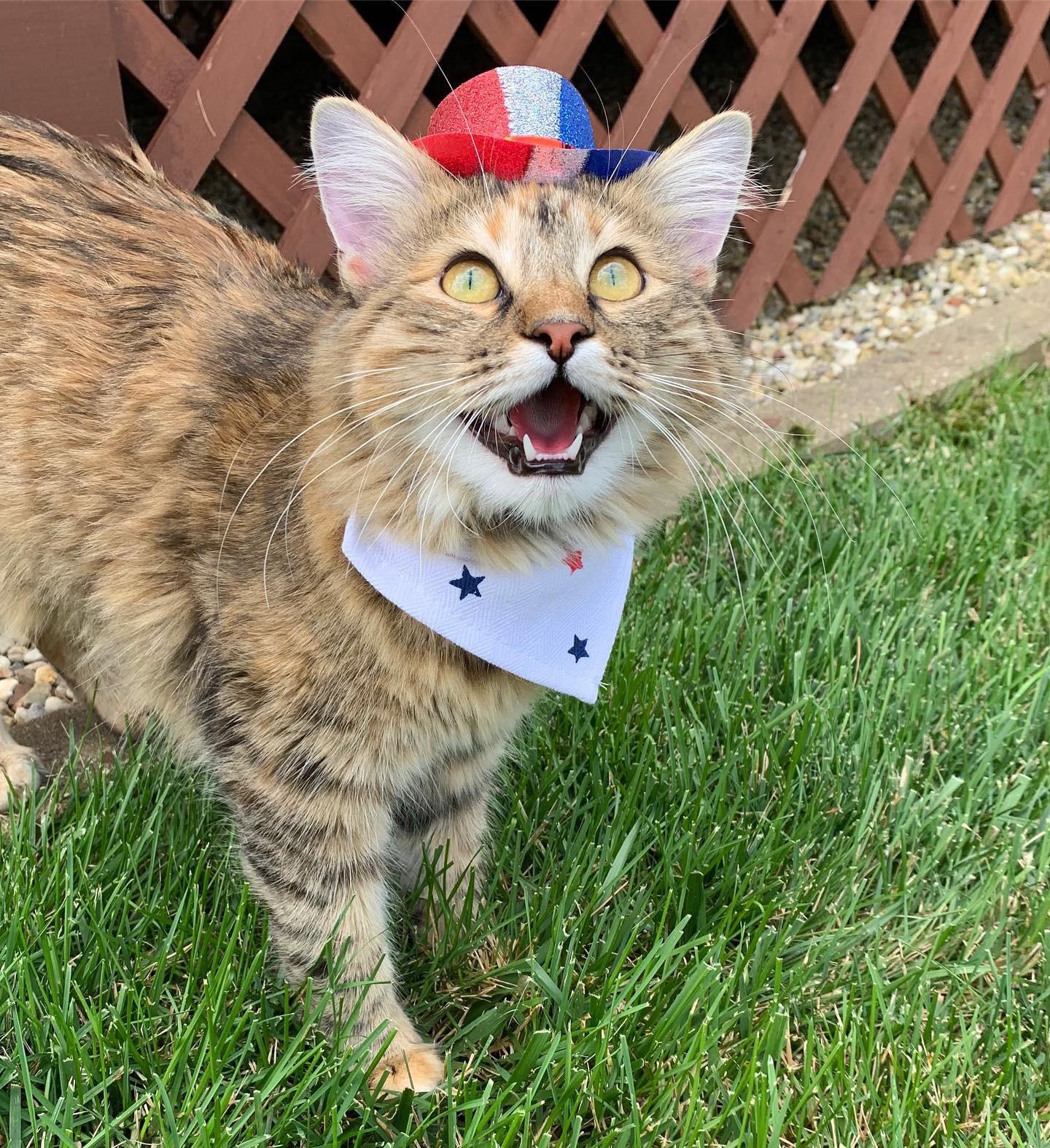 Happy Fourth! 🇺🇸 | Scrolller