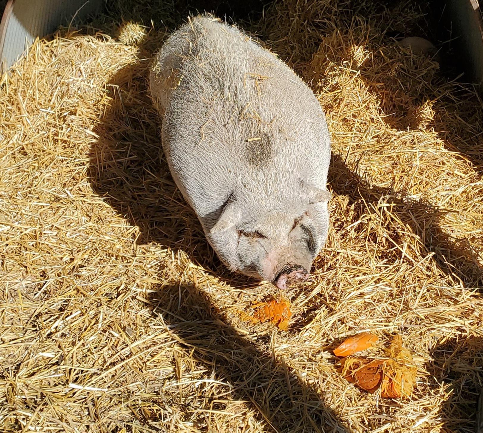 Happy Halloween from Bailey the rescue pig! | Scrolller