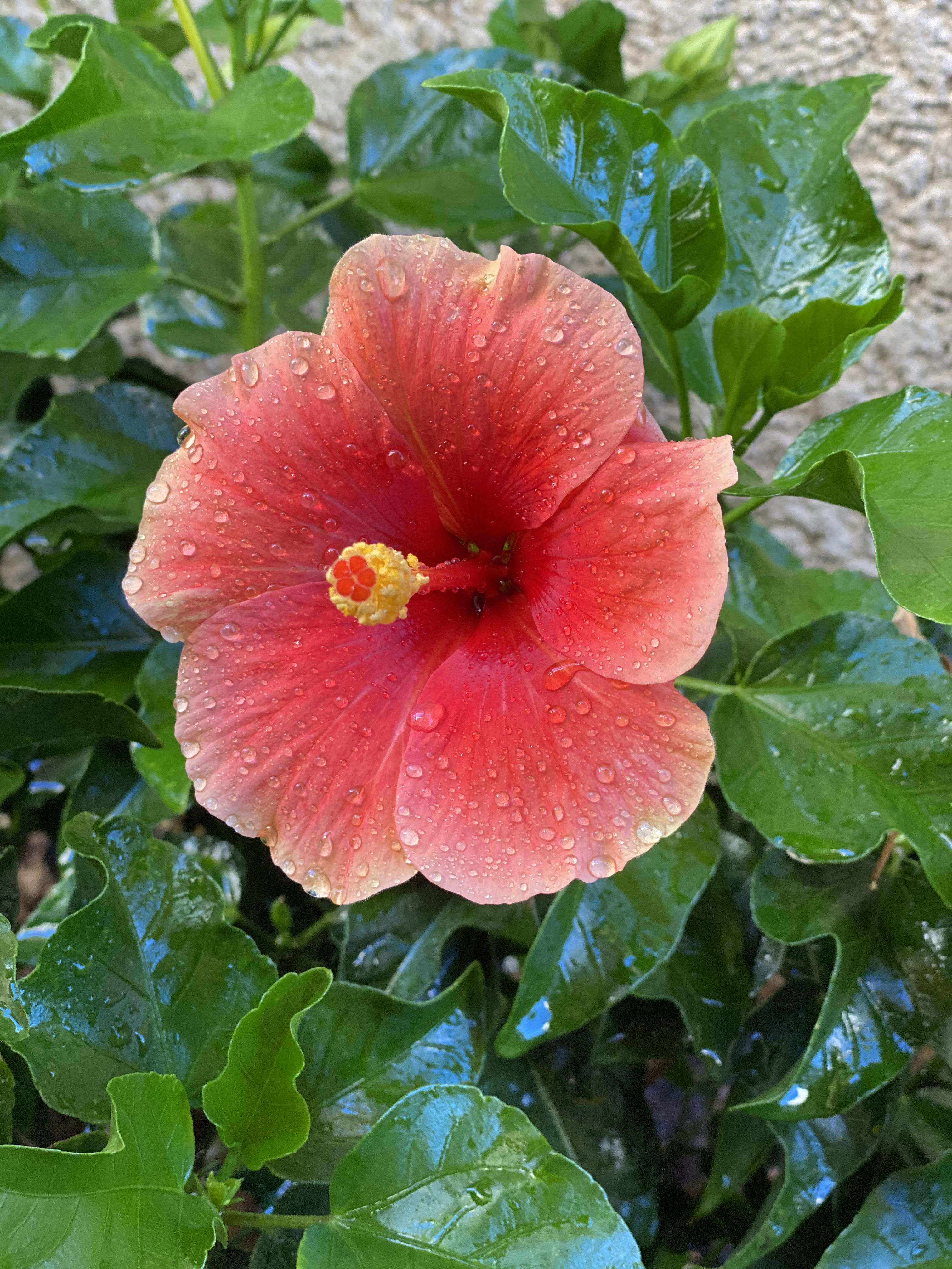 Happy Hibiscus 🌺 | Scrolller