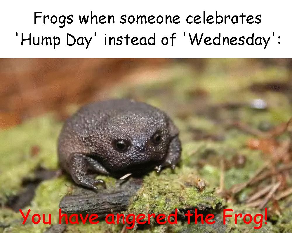 Happy Hump Day to Frogs everywhere! | Scrolller