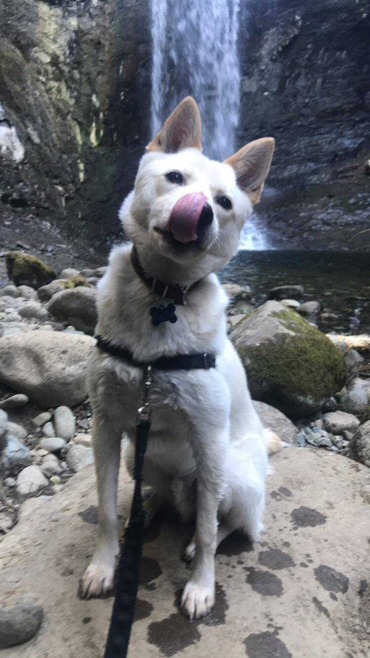 Happy Jindo | Scrolller