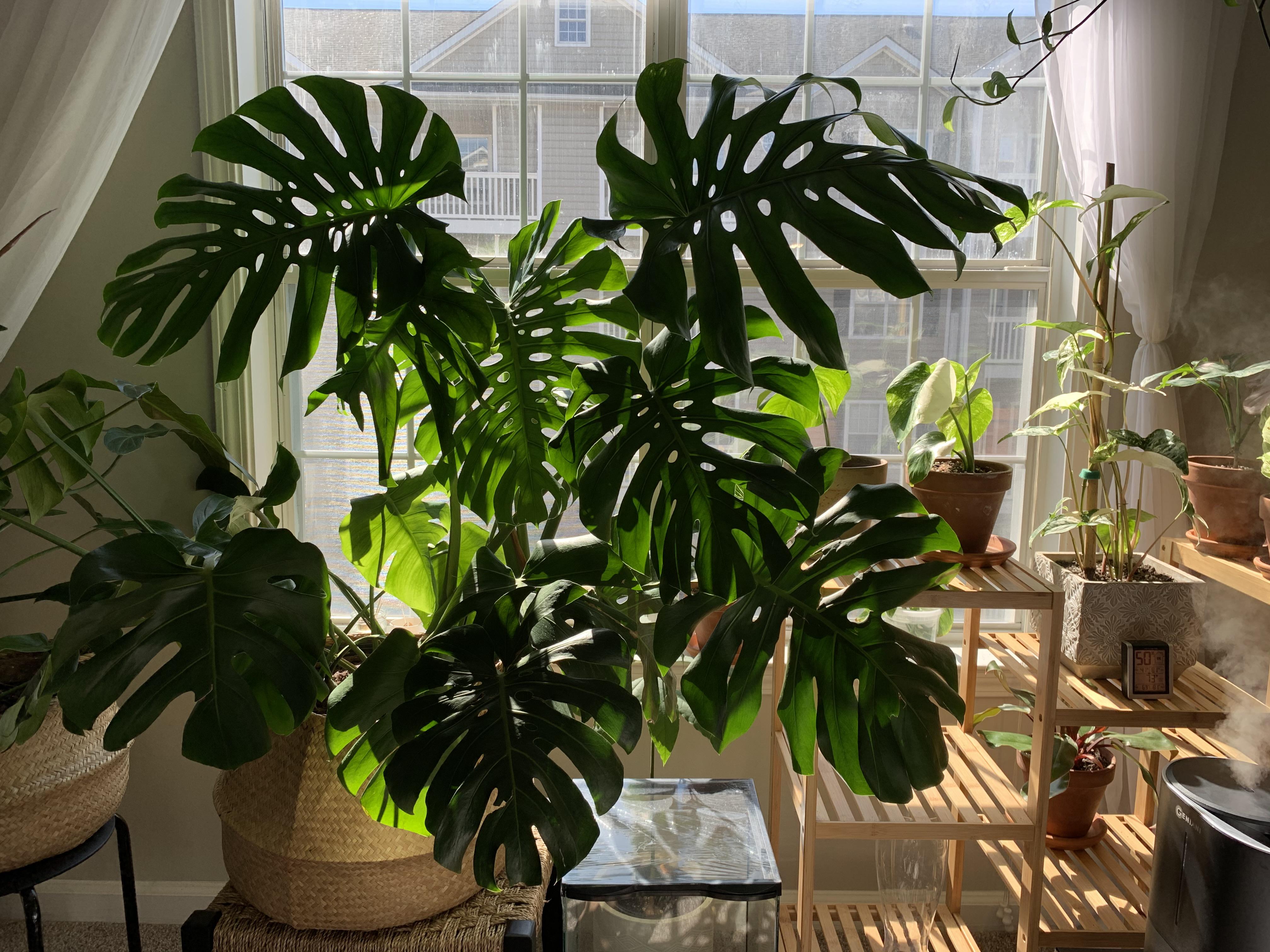 Happy Monstera Monday 😌 | Scrolller