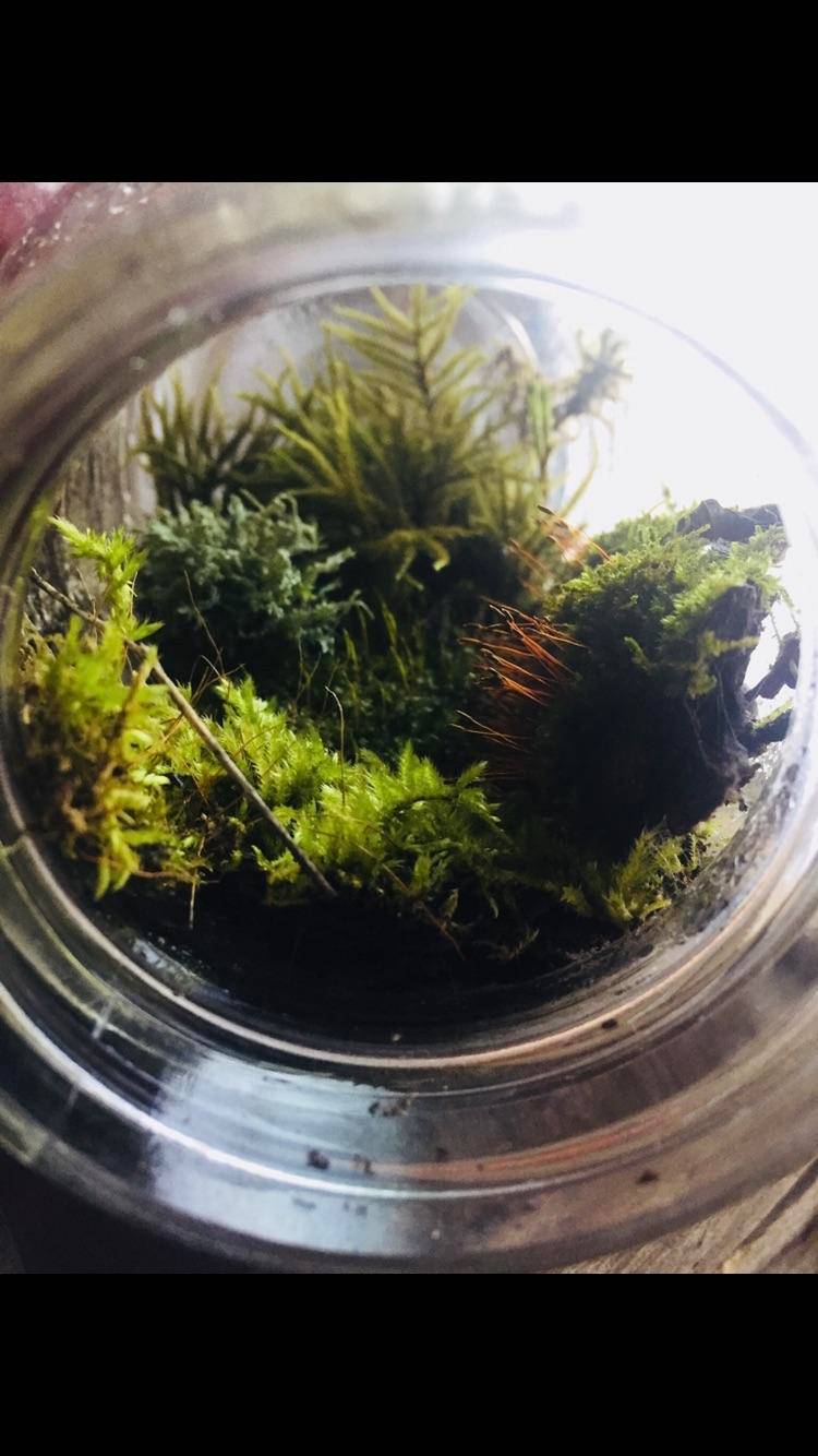 Happy moss jar | Scrolller