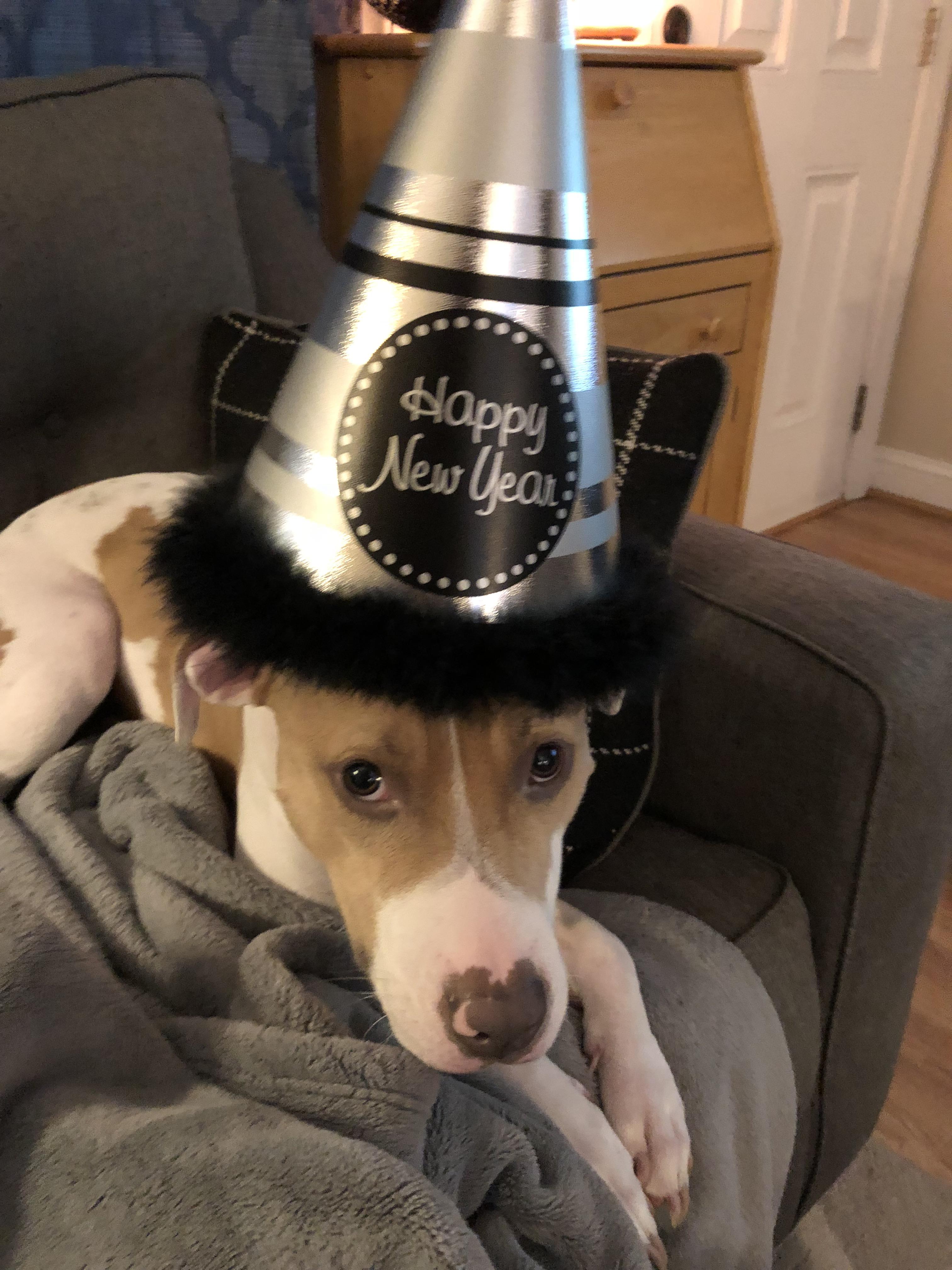 Happy New Year! | Scrolller