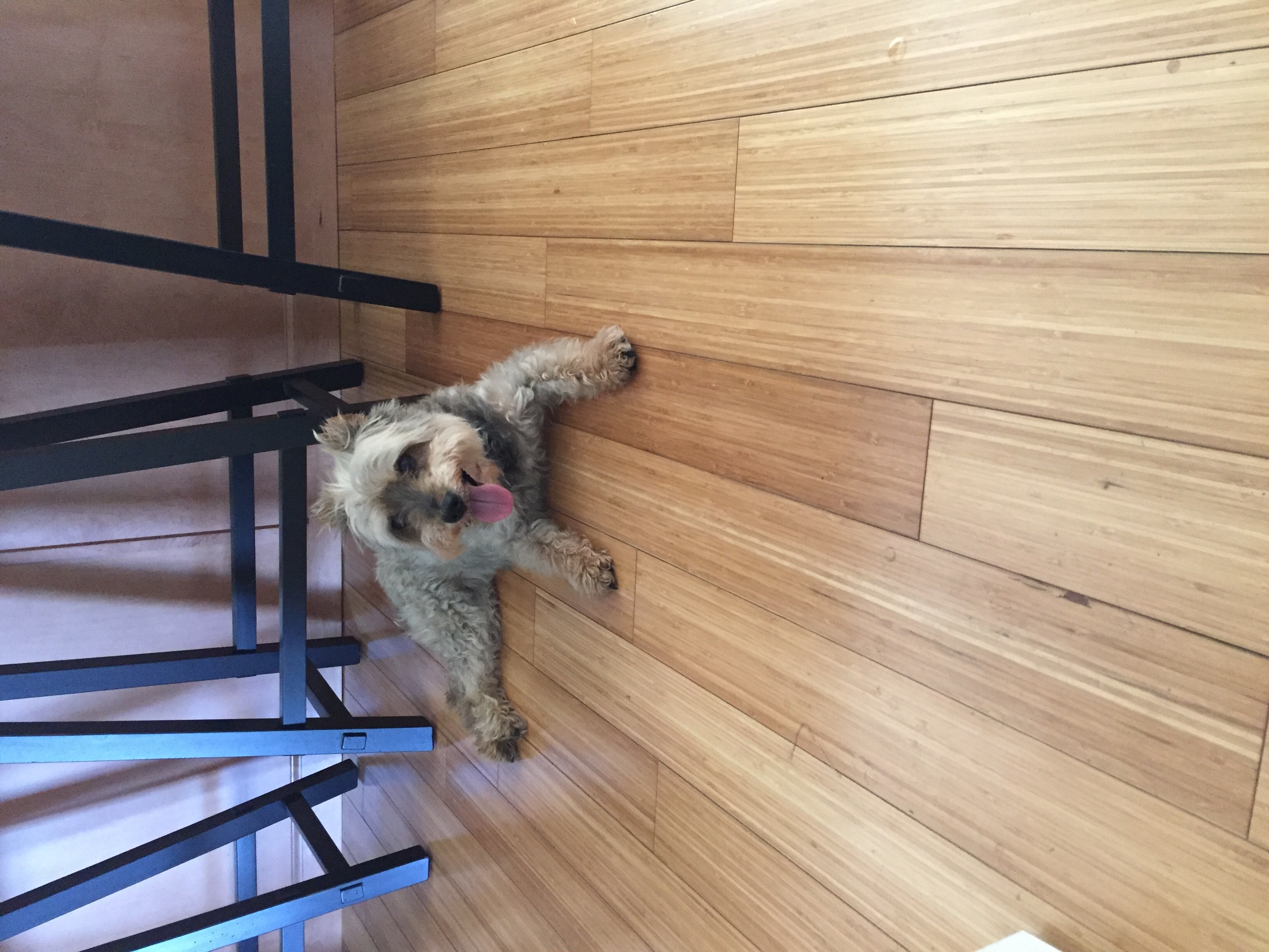 Happy post-walk face | Scrolller