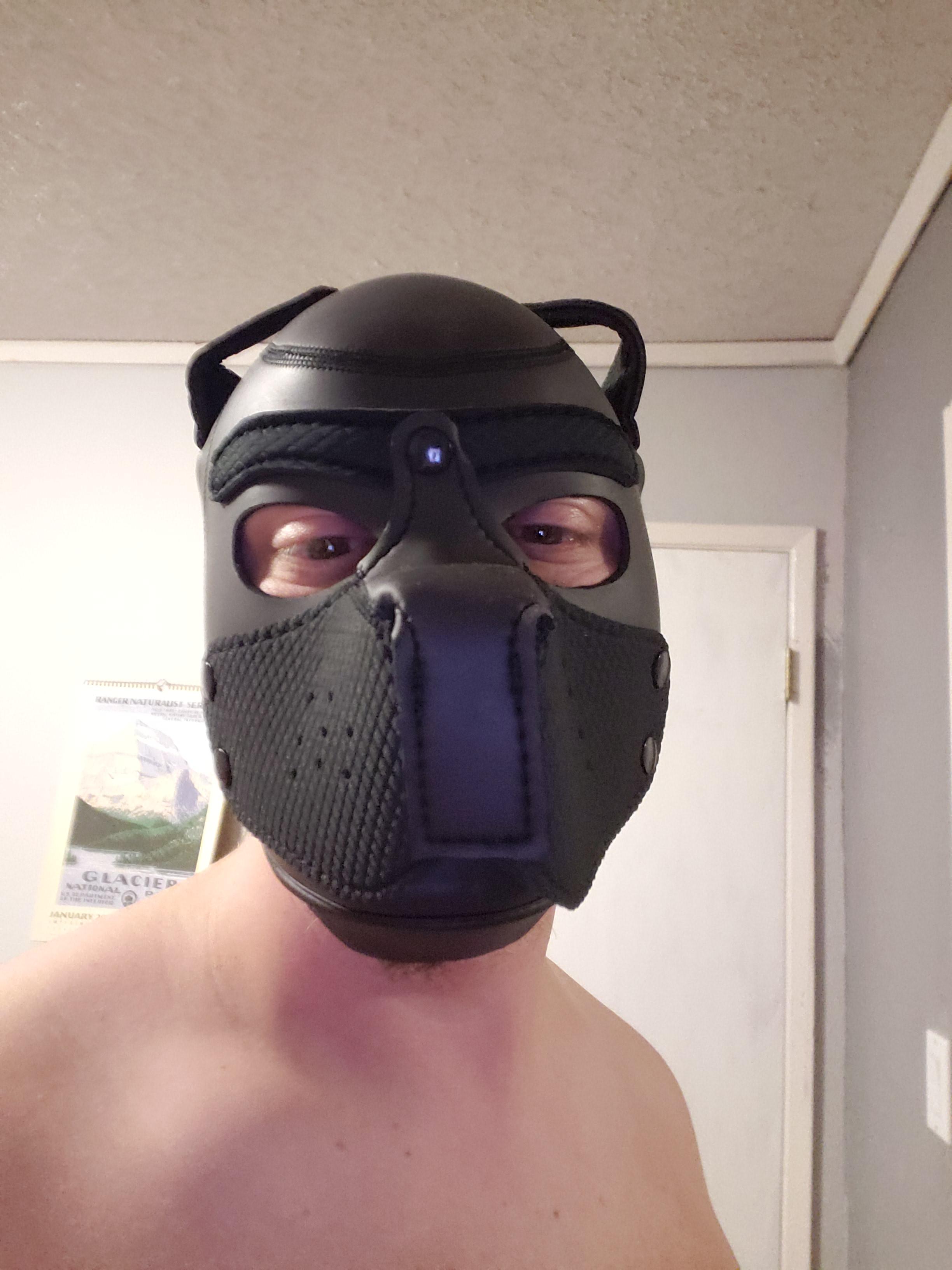 Happy pup | Scrolller