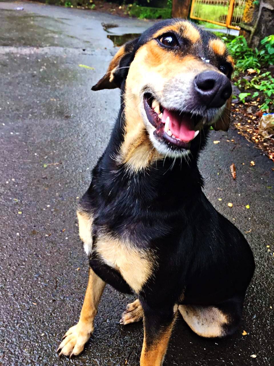 Happy pupper from the streets | Scrolller