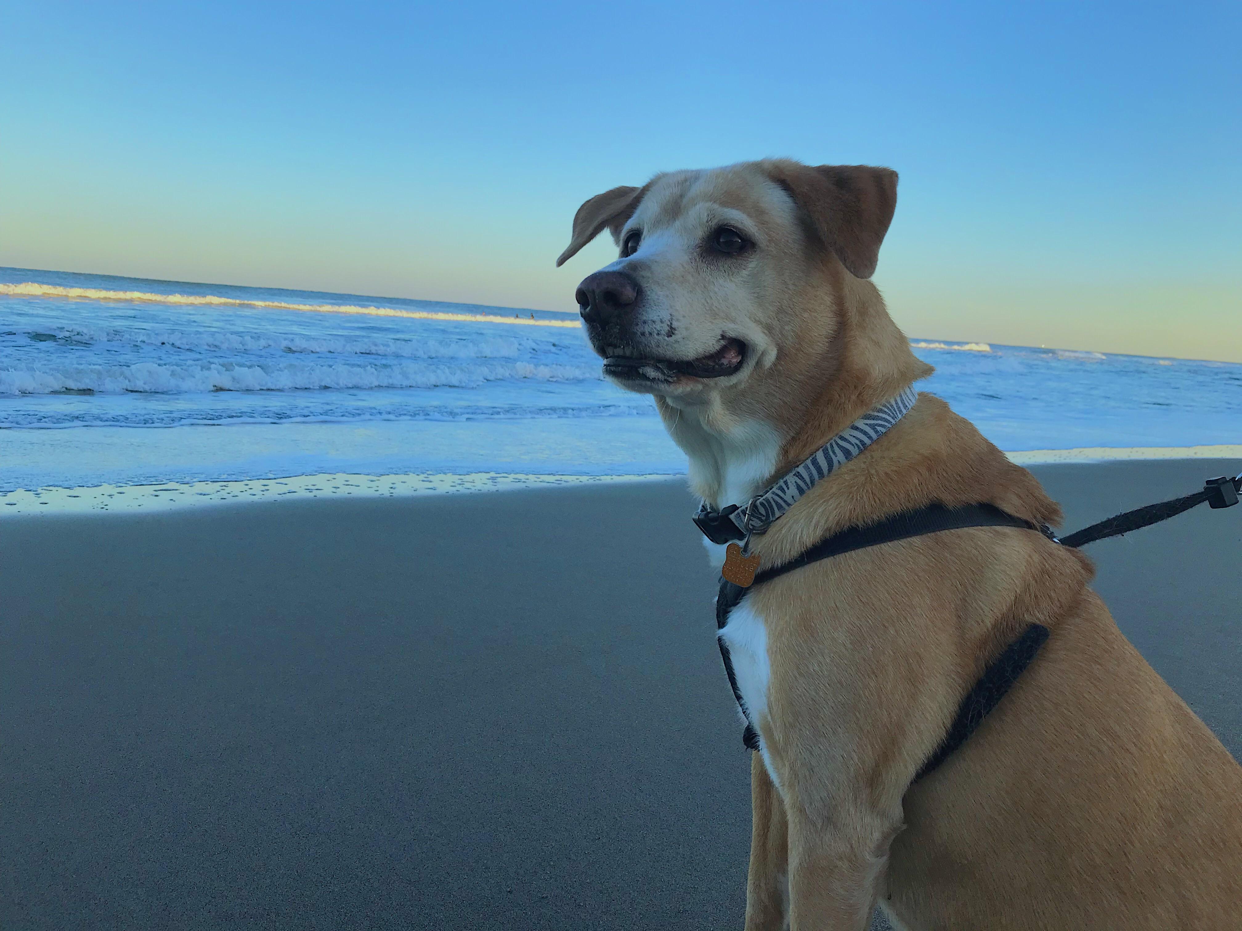 Happy pupper was so excited to see the waves! | Scrolller