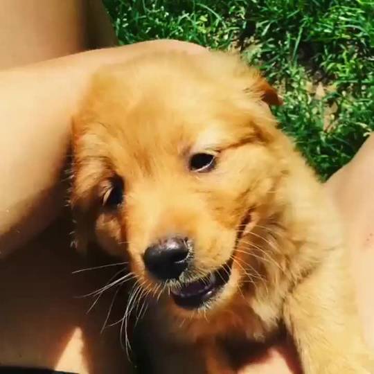 Happy puppy | Scrolller