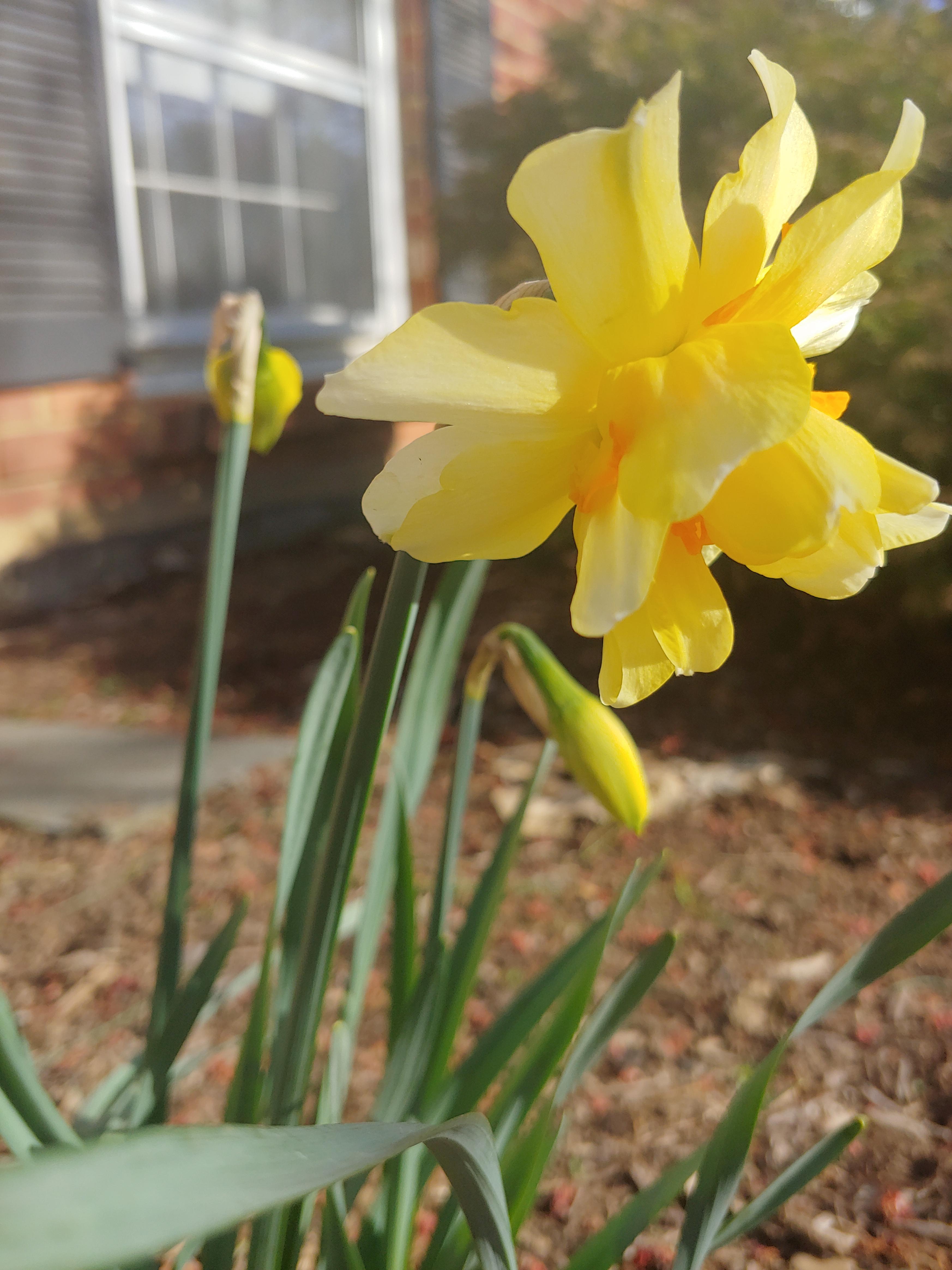 Happy Spring from the daffodil in my front yard! | Scrolller