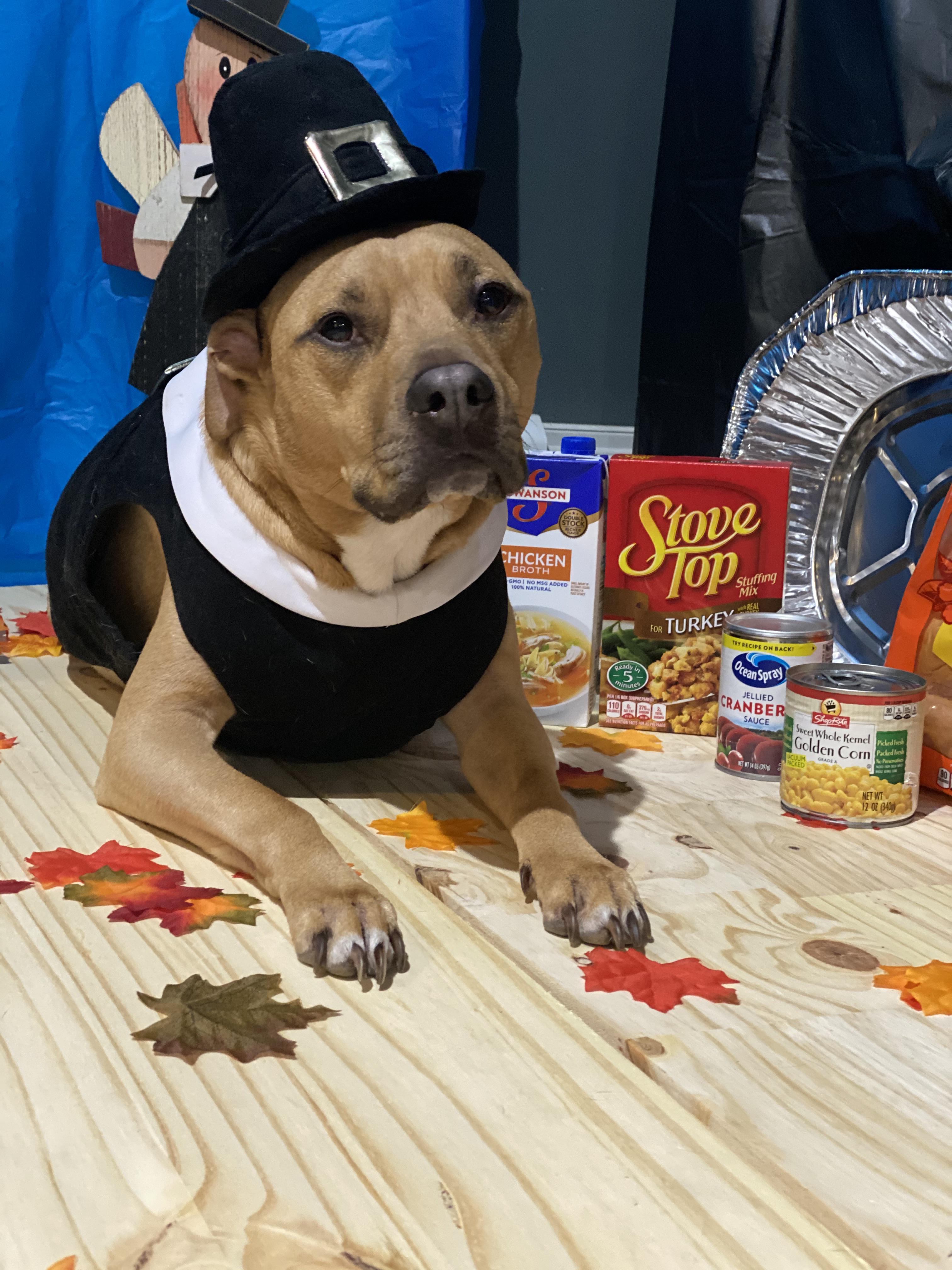 Happy Thanksgiving. Please get me out of this costume. | Scrolller