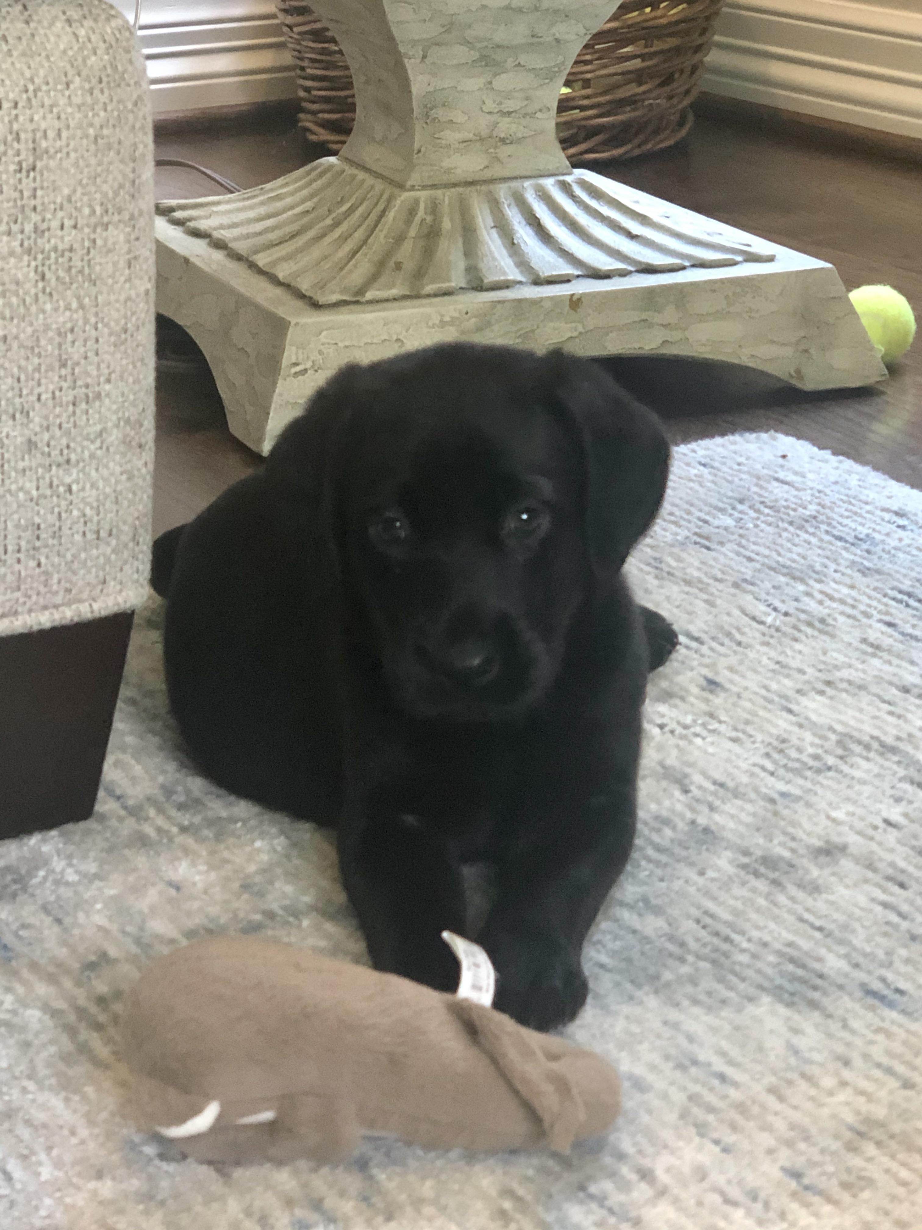 Happy to have another lab in our family | Scrolller