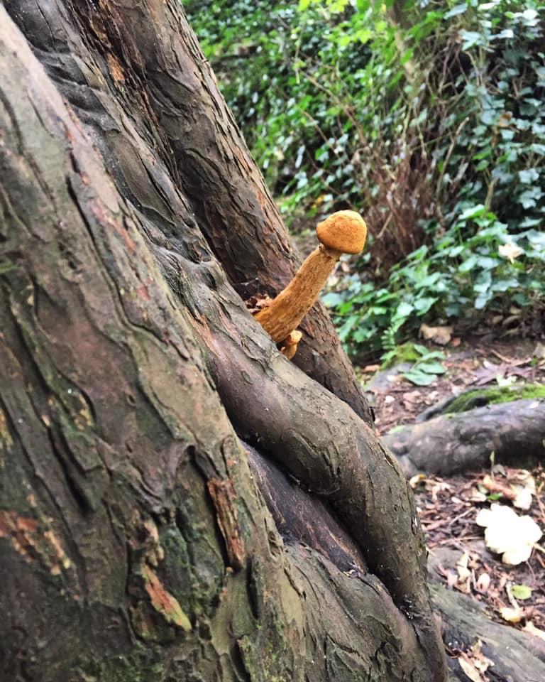 happy tree | Scrolller